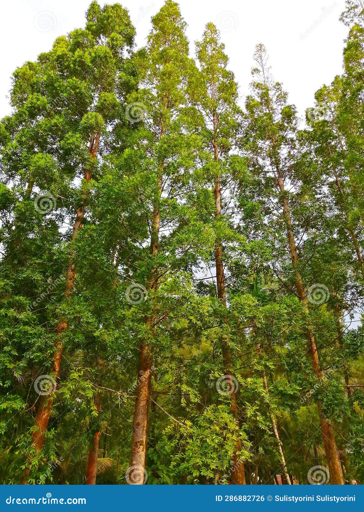 Tall trees reach the sky stock photo. Image of trees - 286882726