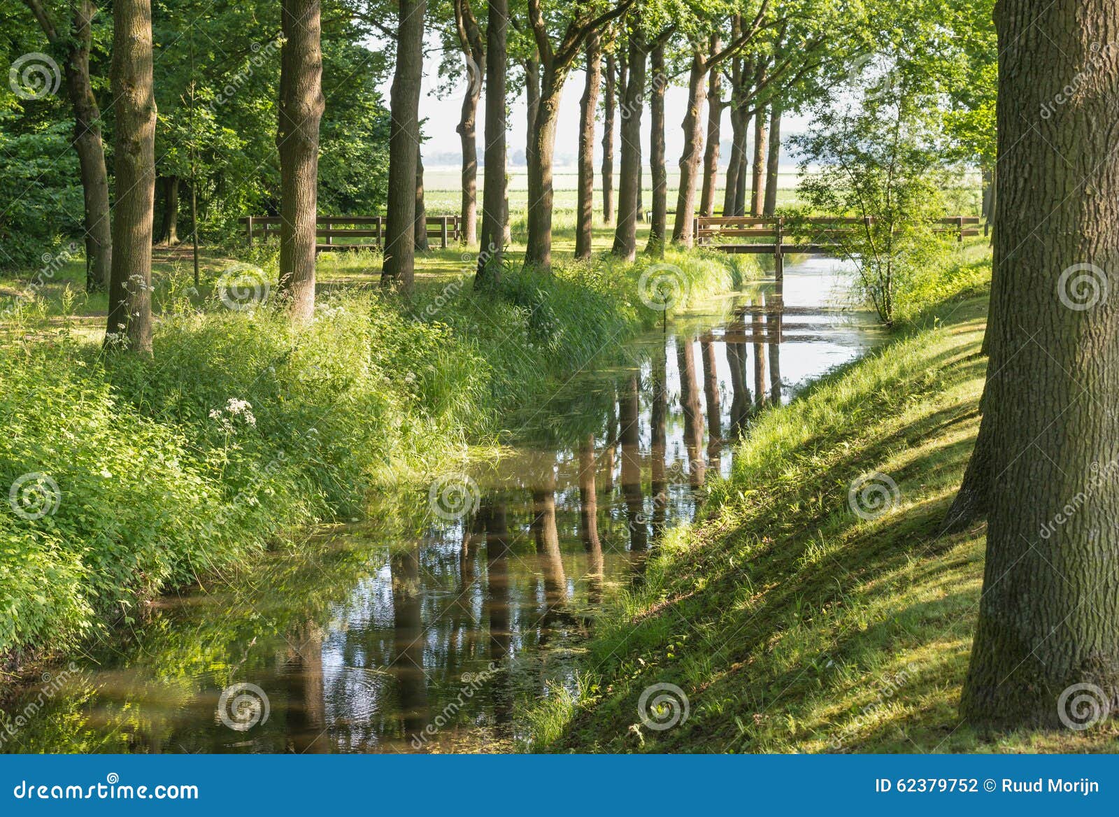 Tall Trees Reflected in a Small Stream Stock Photo - Image of natural ...
