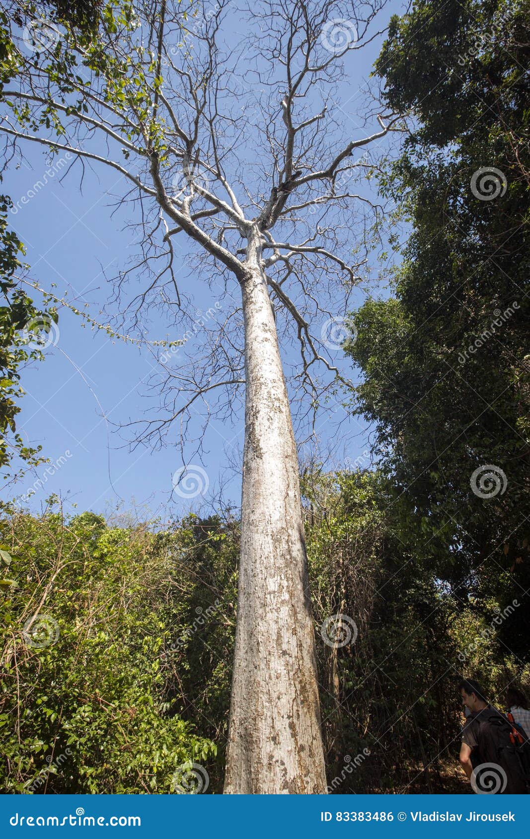 Tall Trees in the Reserve Ankarana, Madagascar Stock Photo - Image of ...