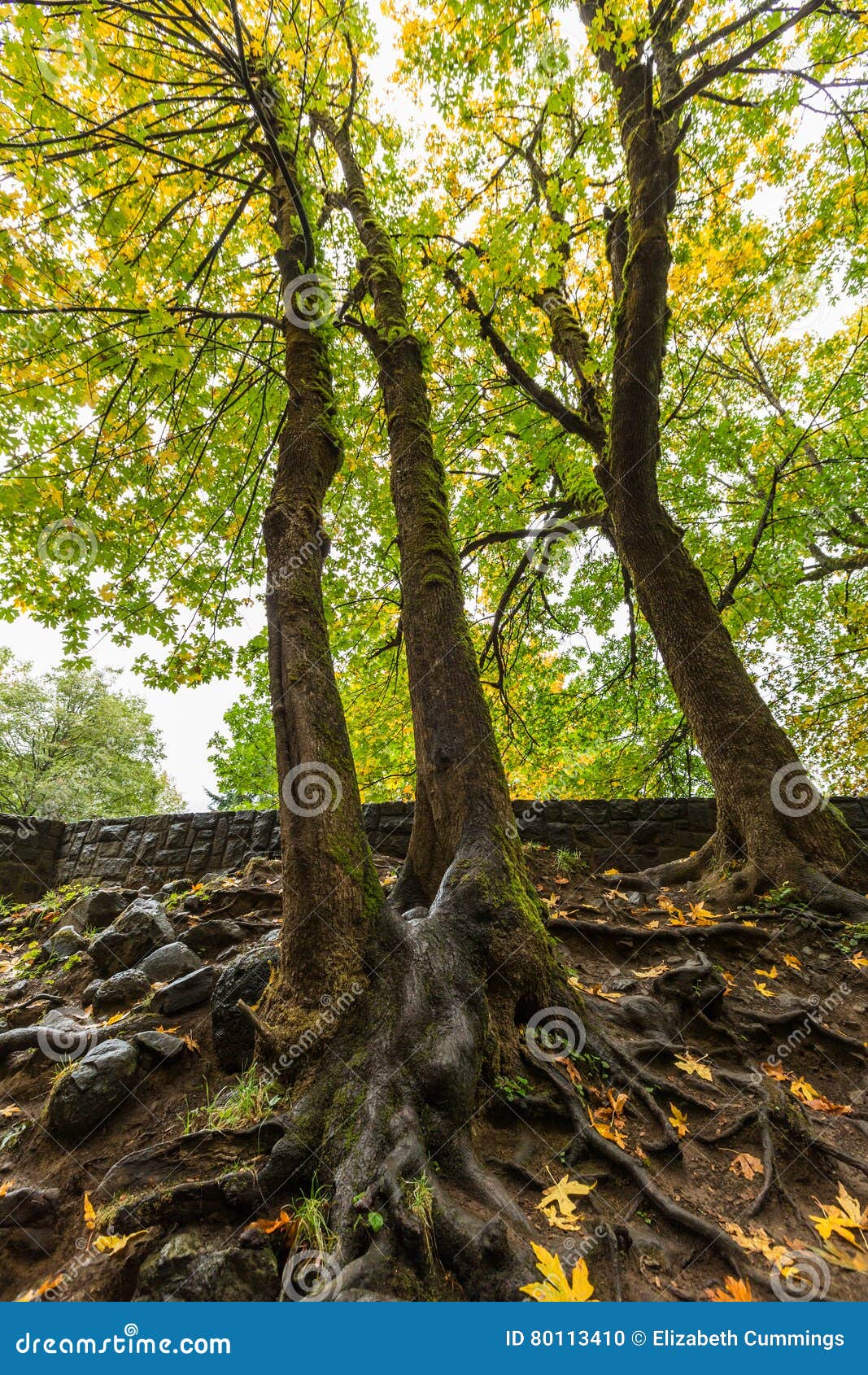 Tall Trees with Roots Showing Stock Photo - Image of wall, leafs: 80113410
