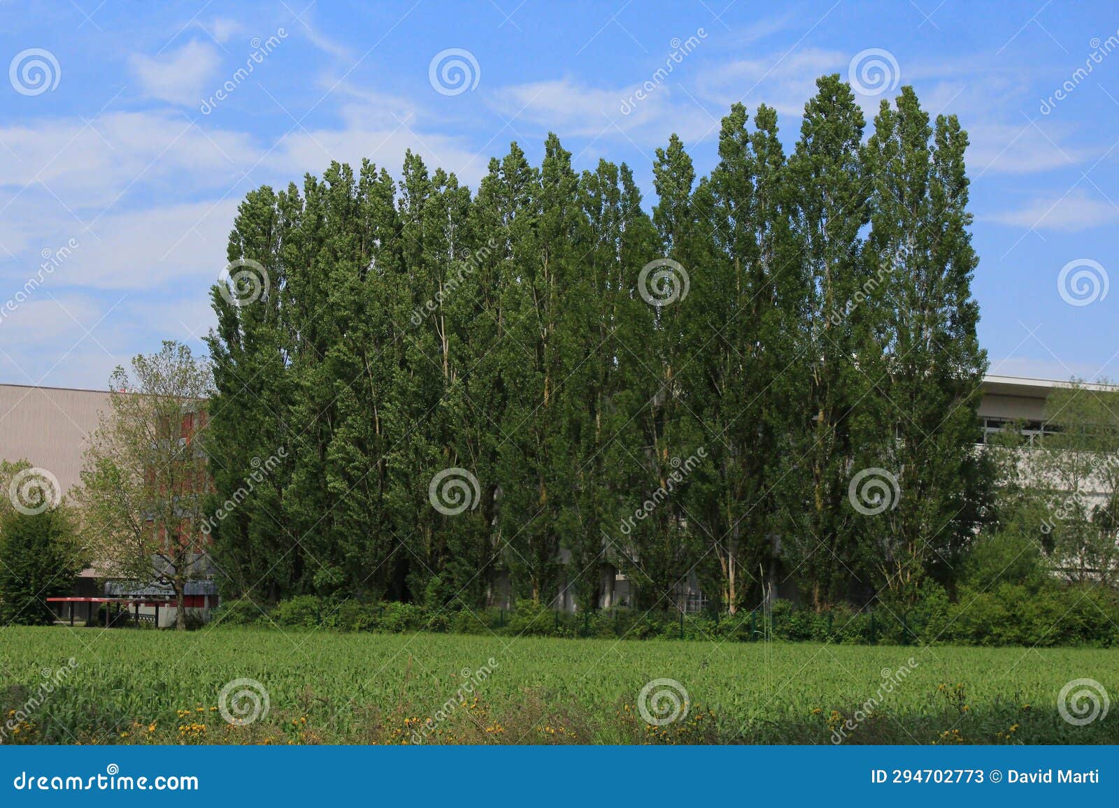 Tall Trees in a Row stock image. Image of background - 294702773