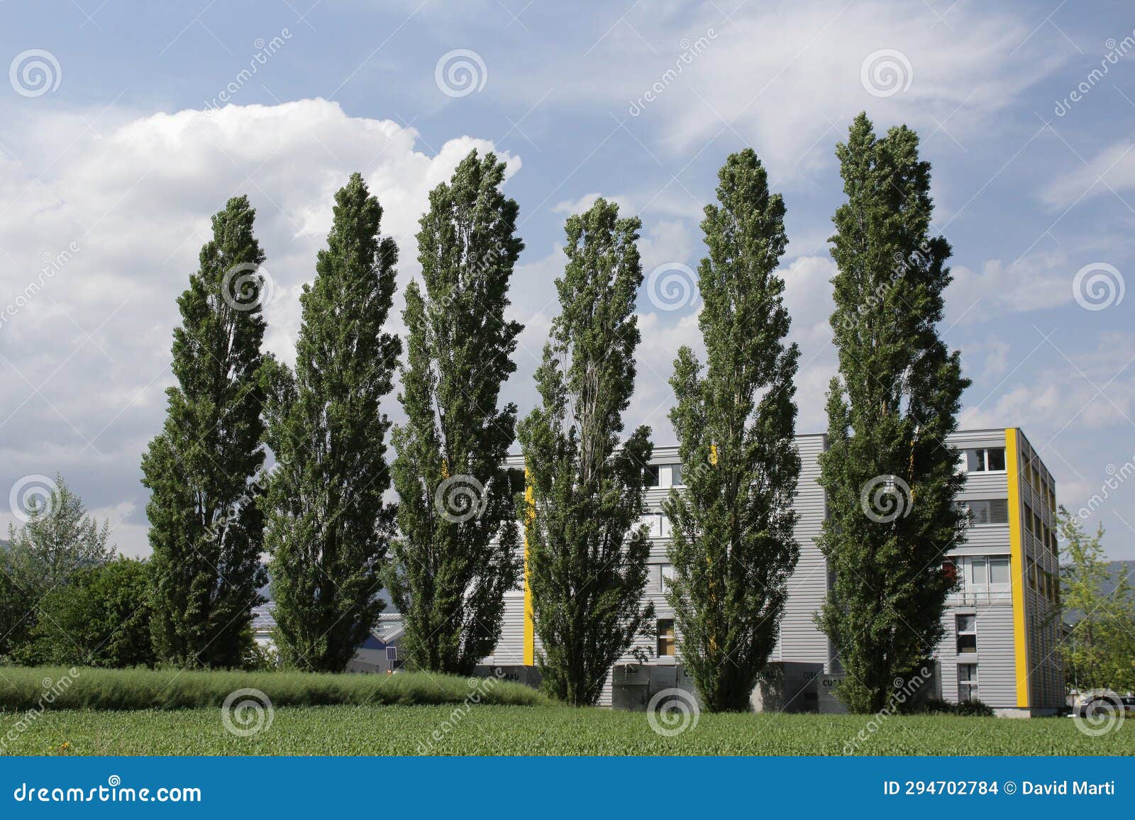 Tall Trees in a Row stock photo. Image of land, meadow - 294702784