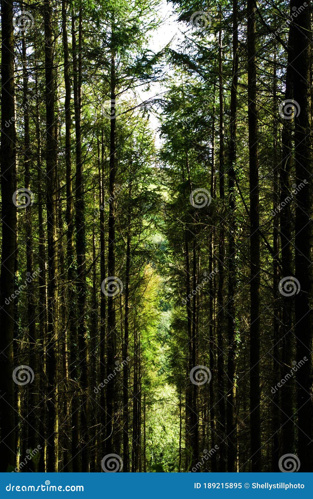 Tall Trees Scenic Path with Sunlight Overgrown Stock Image - Image of ...
