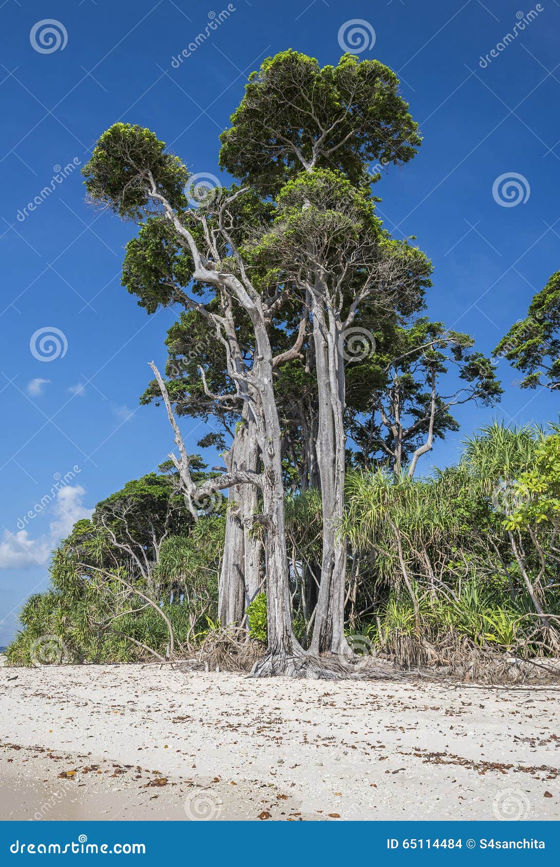Tall trees at sea beach stock photo. Image of sand, blair - 65114484