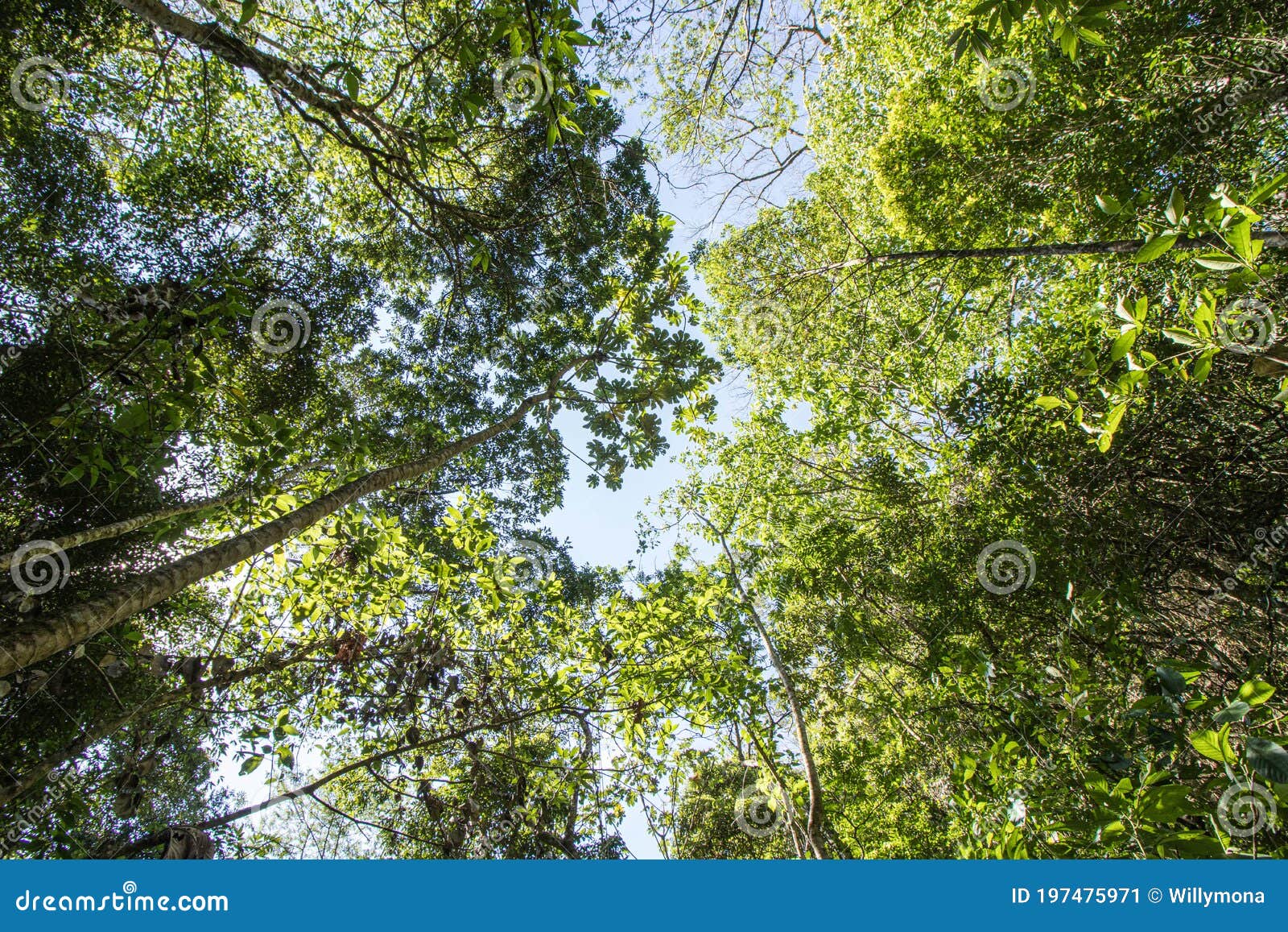 Tall trees seen from above stock image. Image of green - 197475971