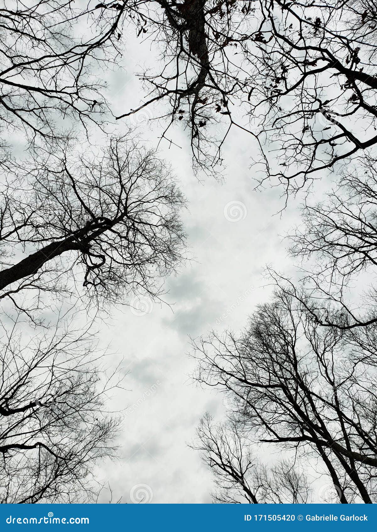 Tall trees small person stock photo. Image of person - 171505420