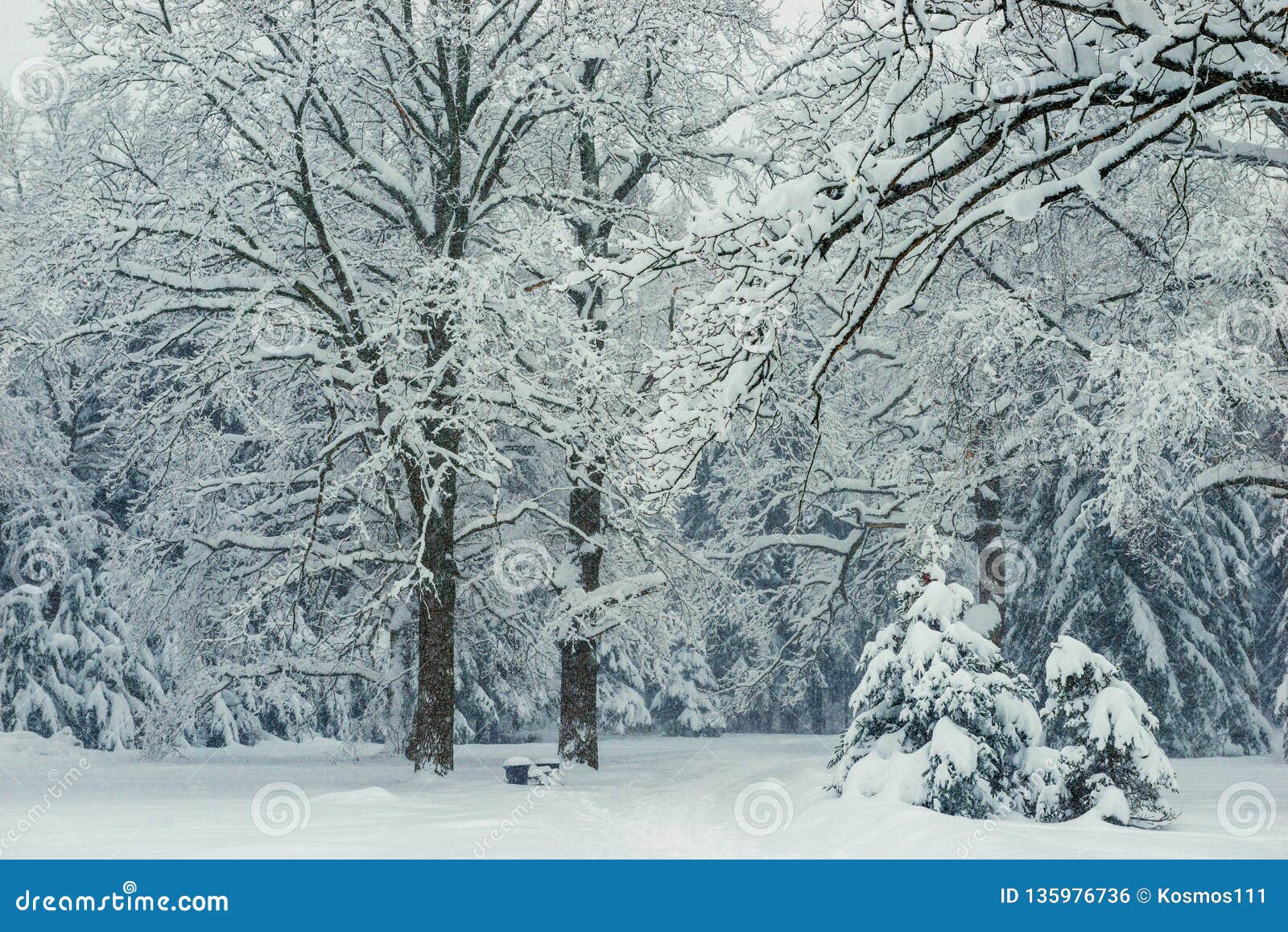 Tall Trees in the Snow Magical Beautiful Forest Stock Photo - Image of ...