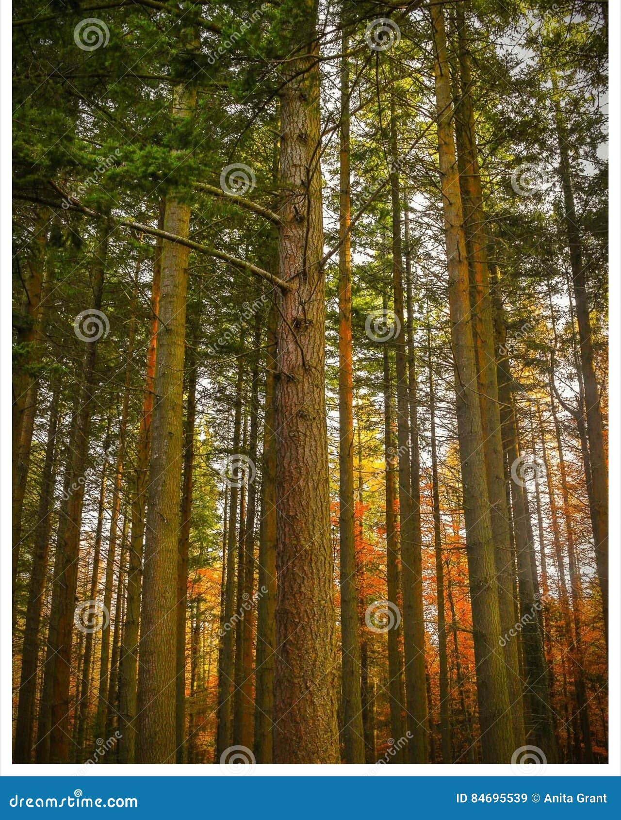 Tall trees stock image. Image of nature, stand, forest - 84695539