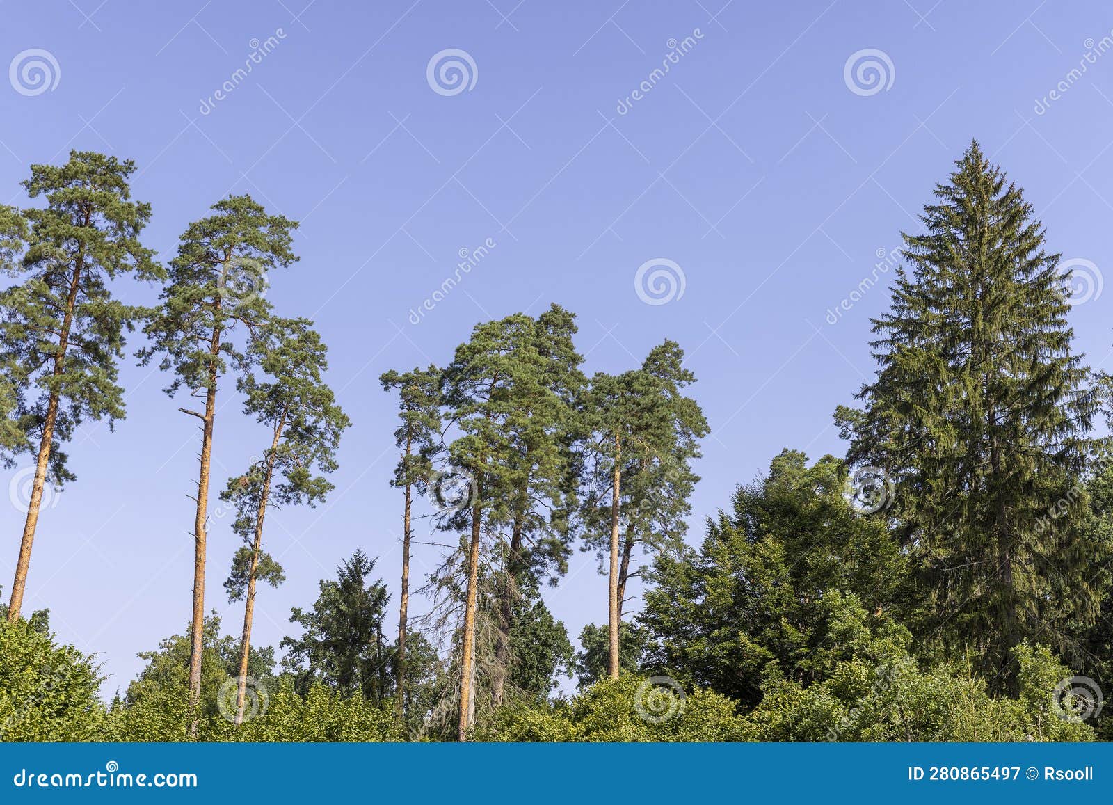 Tall trees in the summer stock image. Image of park - 280865497