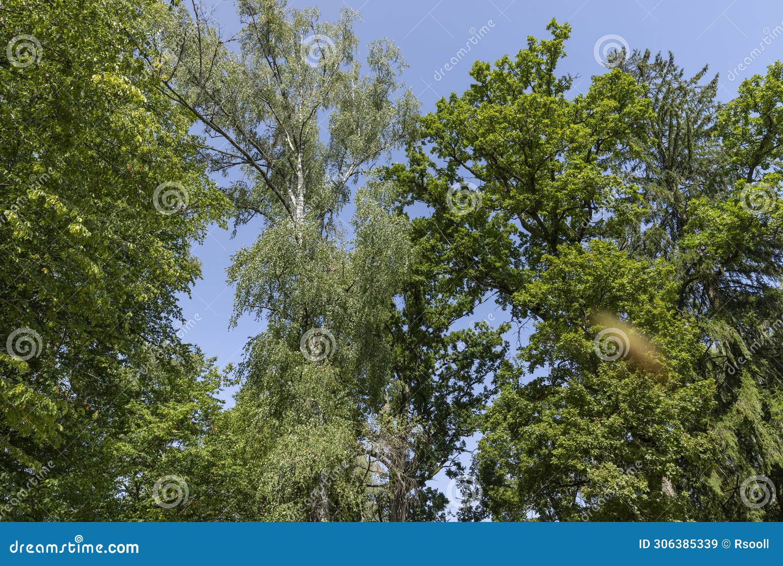 Tall trees in the summer stock image. Image of environment - 306385339