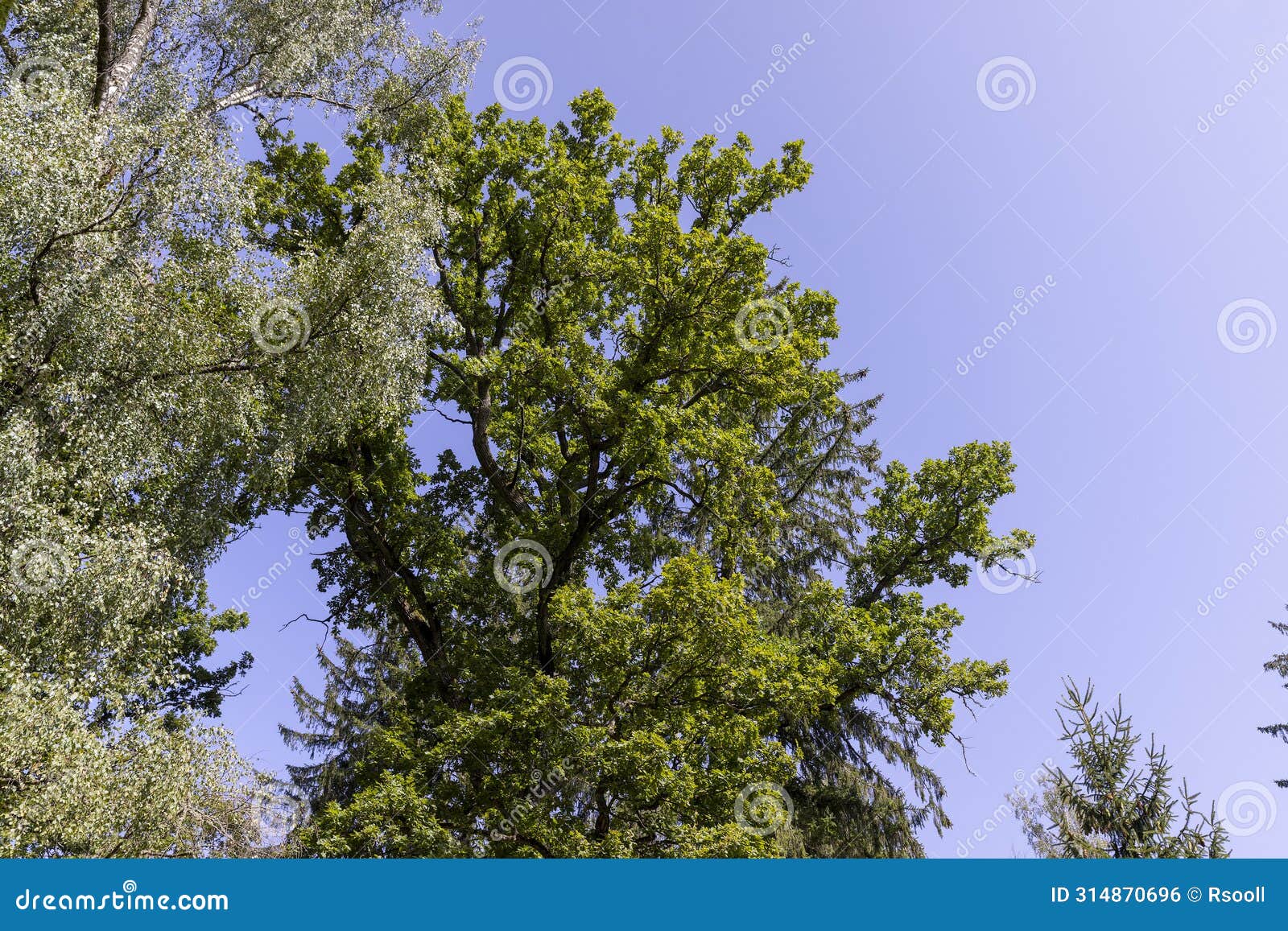 Tall trees in the summer stock photo. Image of shine - 314870696