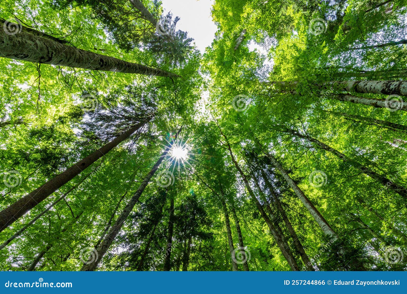 Tall Trees and Sun in Forest Stock Photo - Image of scene, beautiful ...