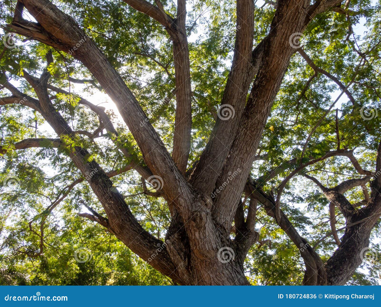 Tall Trees, Sunlight, Sky Background Stock Photo - Image of background ...