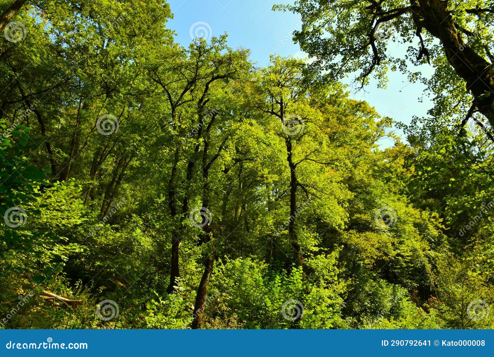 Tall Trees in a Temperate, Deciduous, Broadleaf European Forest Stock ...