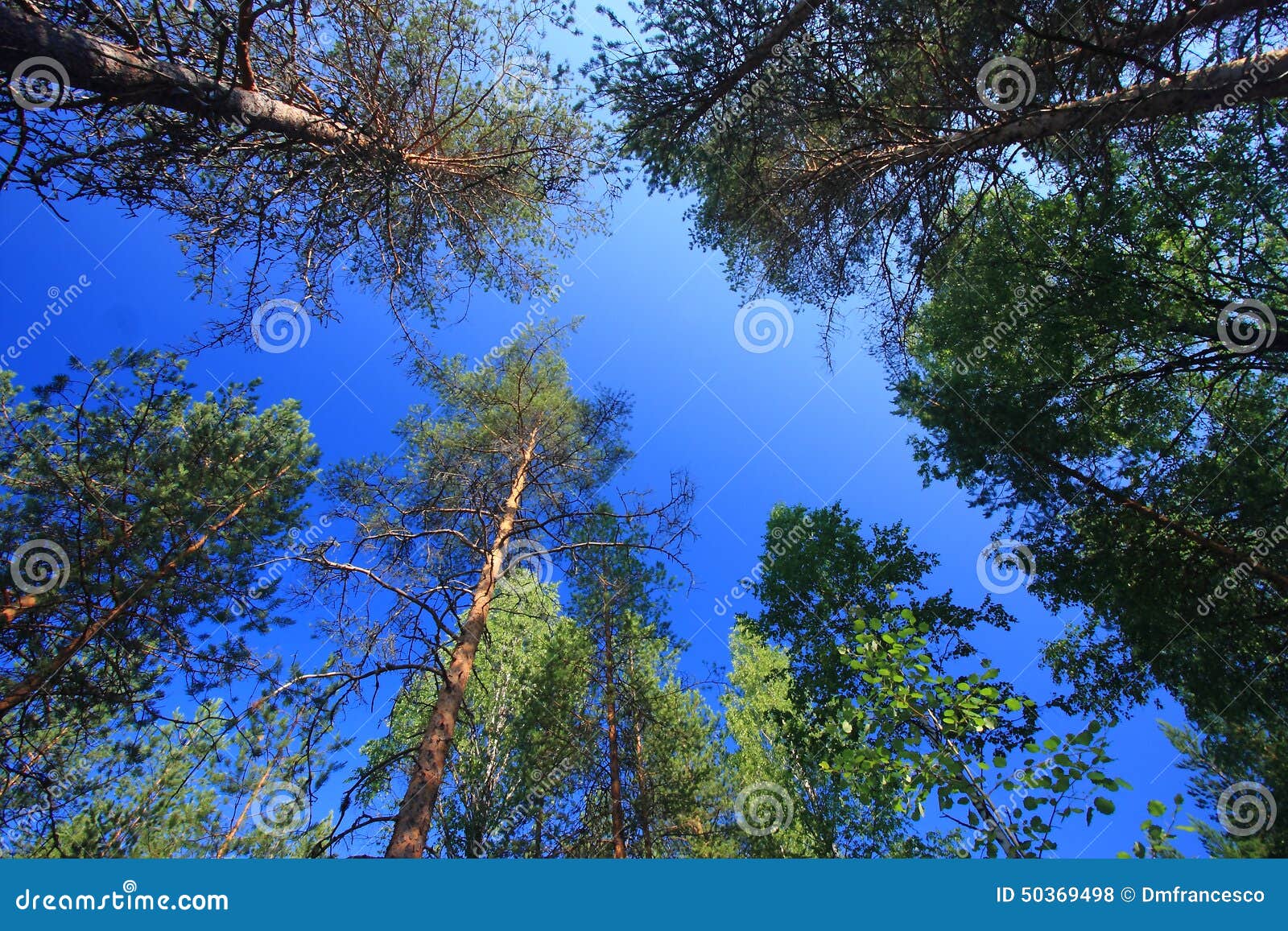 Tall Trees Temperate Forests Stock Photo - Image of legnano, birch ...