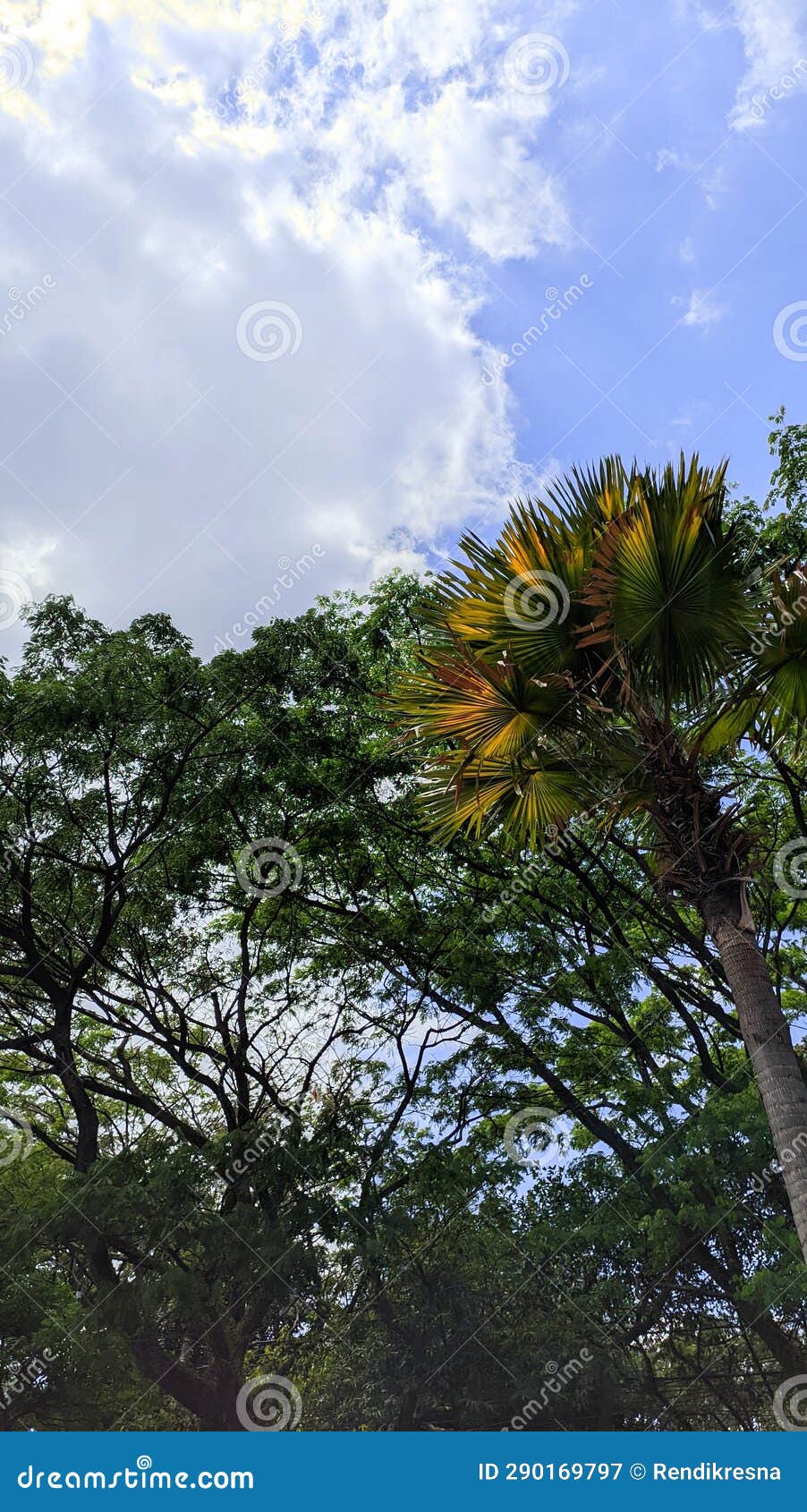 Tall Trees and Thick Leaves Cool the Air Stock Image - Image of large ...