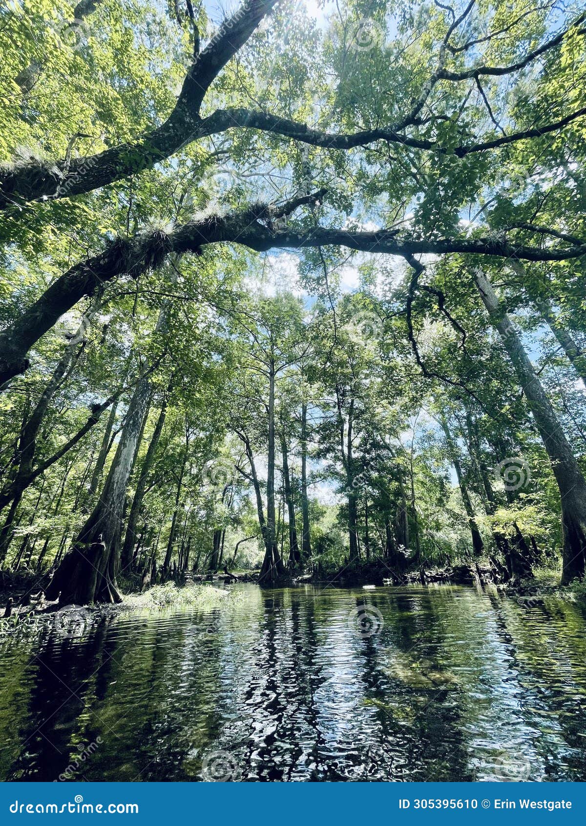 Tall Trees Tower Over Jonathan Spring on the Sante Fe River, Florida ...