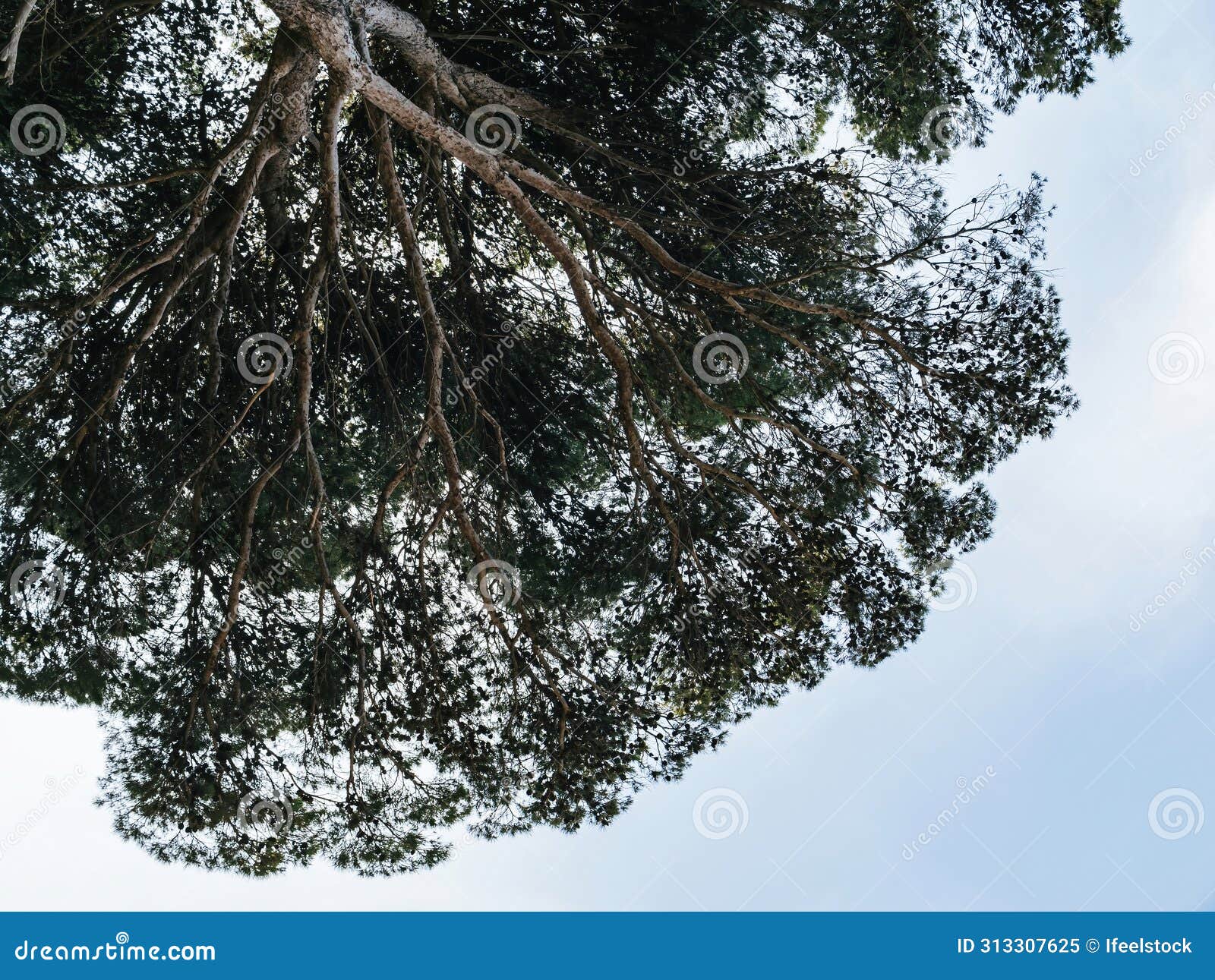 Tall Trees Towering Above stock image. Image of vertical - 313307625