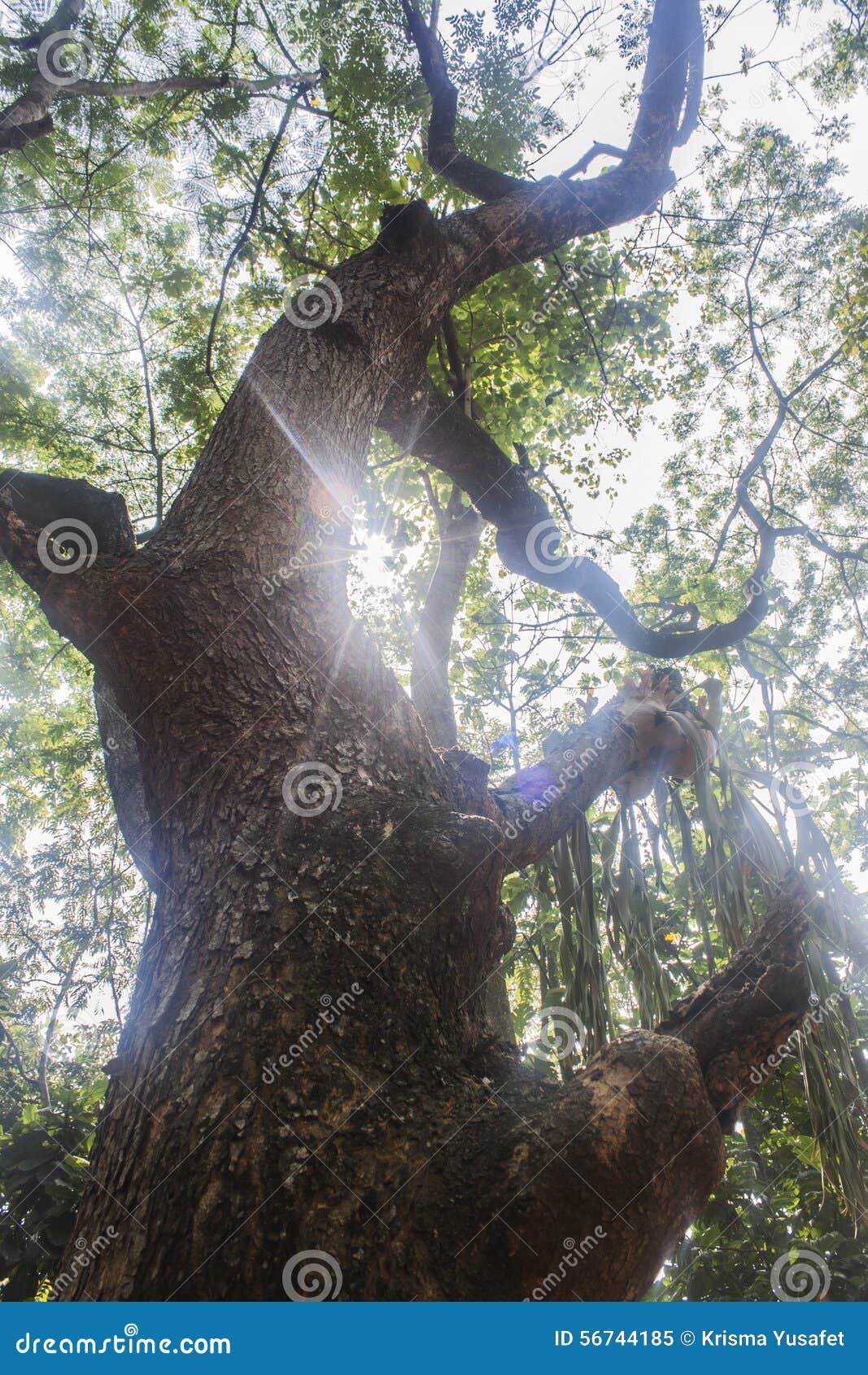 Tall trees towering stock image. Image of green, silhouettes - 56744185