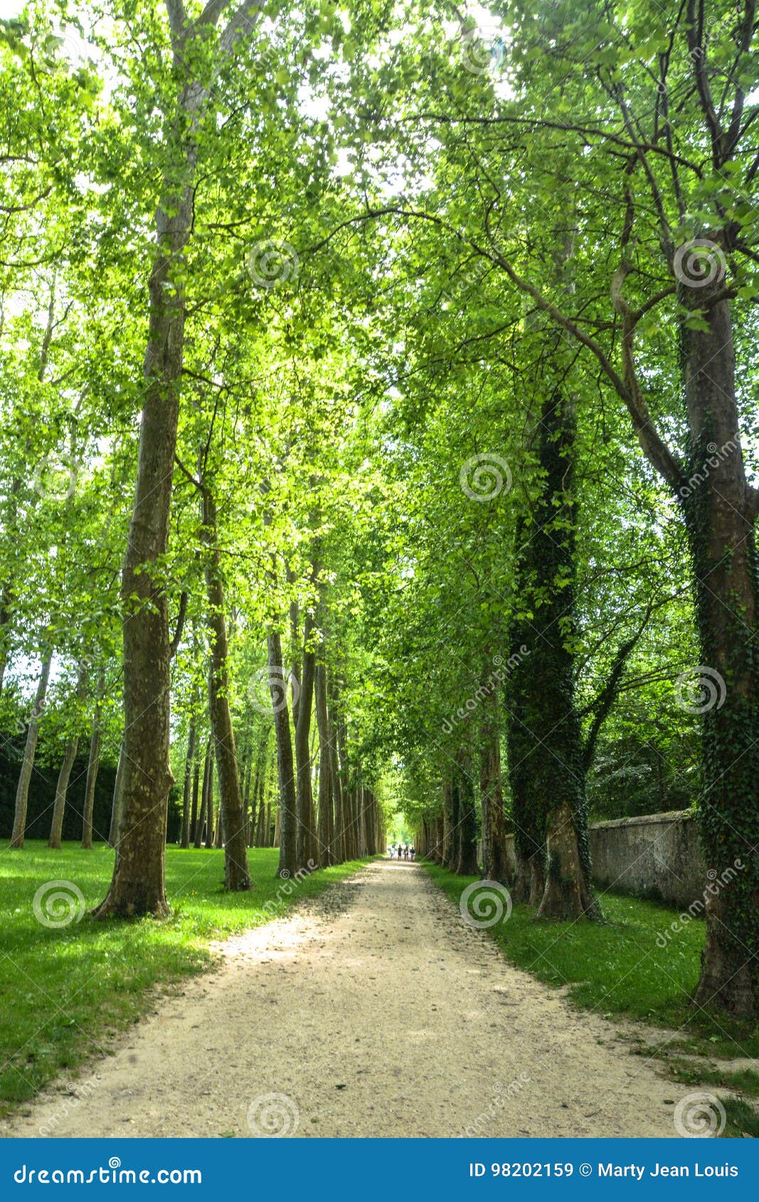 Tall Trees stock image. Image of trees, pave, background - 98202159