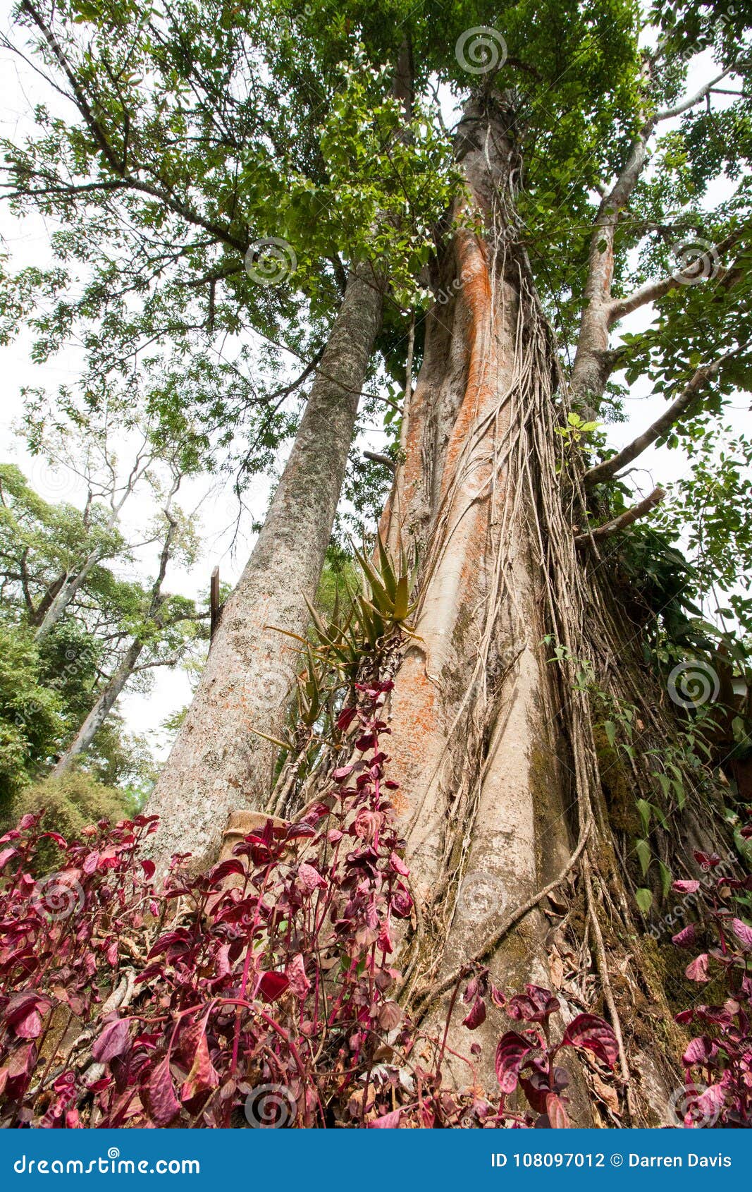 Tall trees with vines stock photo. Image of trunk, forest - 108097012