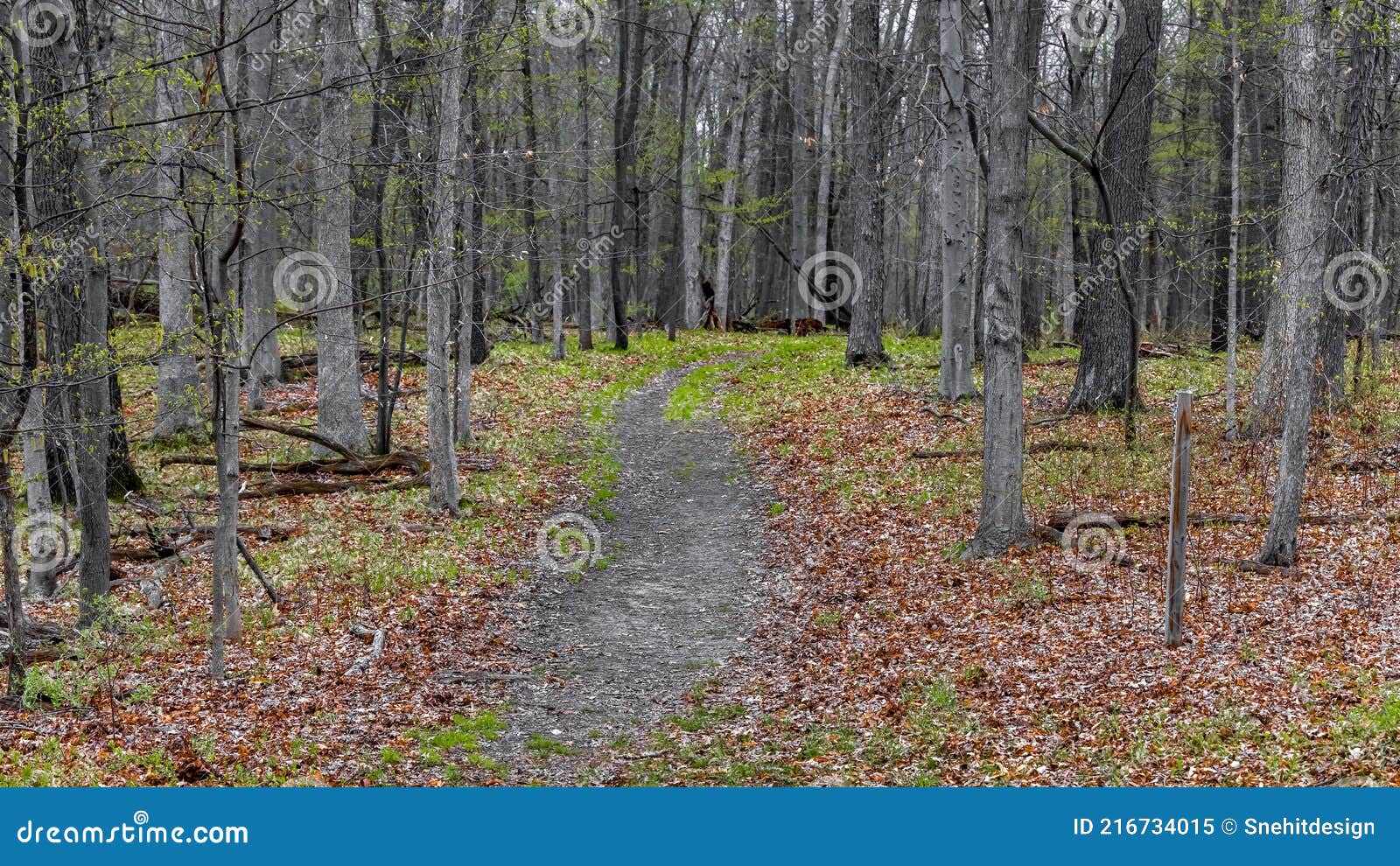 Tall Trees by the Walking Trail in Forest during Early Spring Time ...
