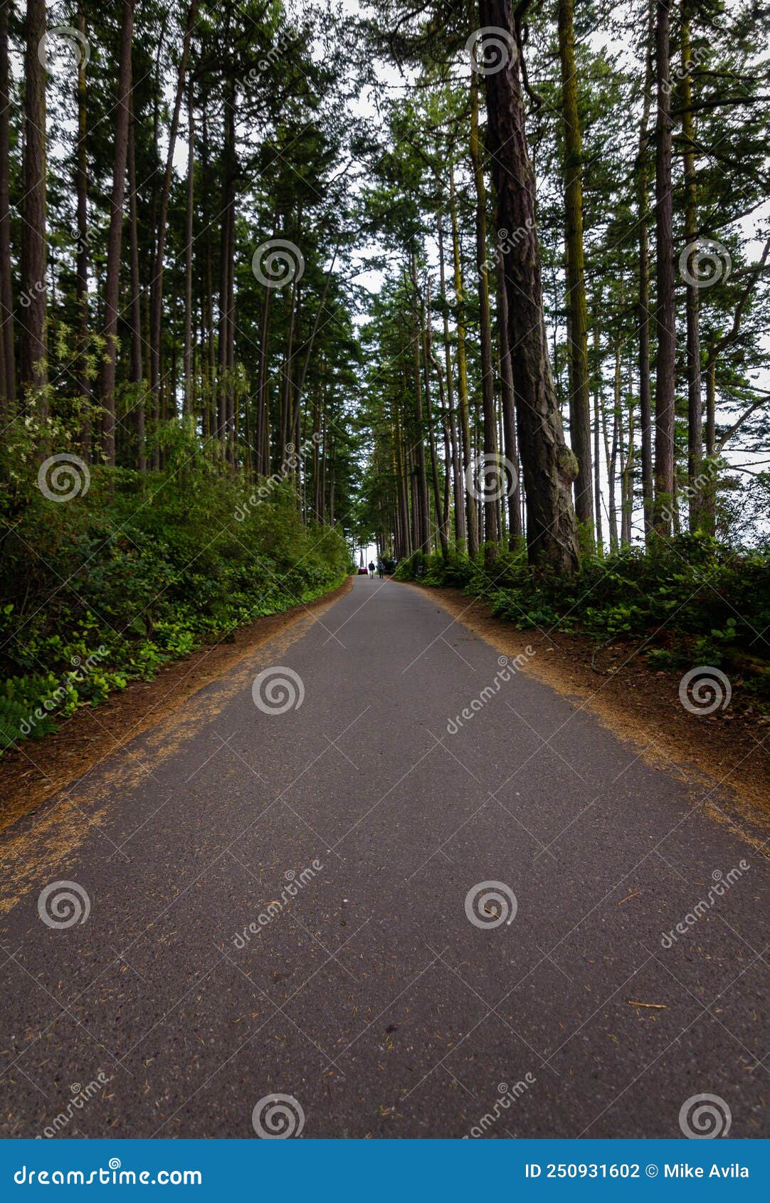 Tall Trees on a Walkway stock photo. Image of pathway - 250931602