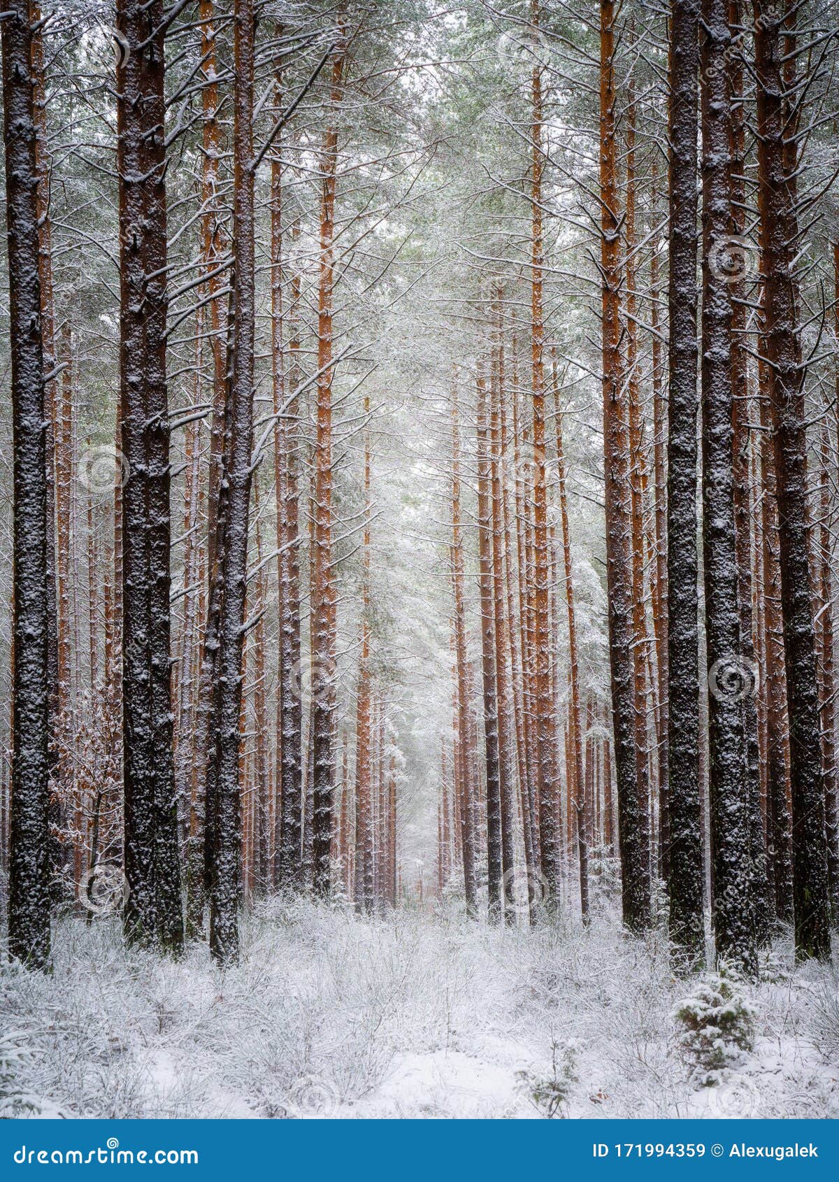 Tall Trees in Winter Forest Stock Image - Image of cold, snowy: 171994359