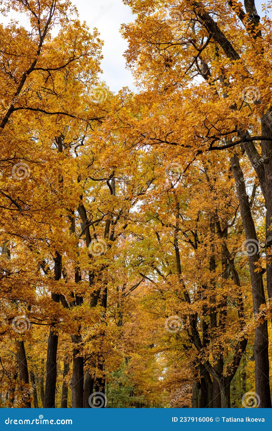 Tall Trees with Yellow Leaves. Tree Canopy in Autumn Forest Stock Photo ...