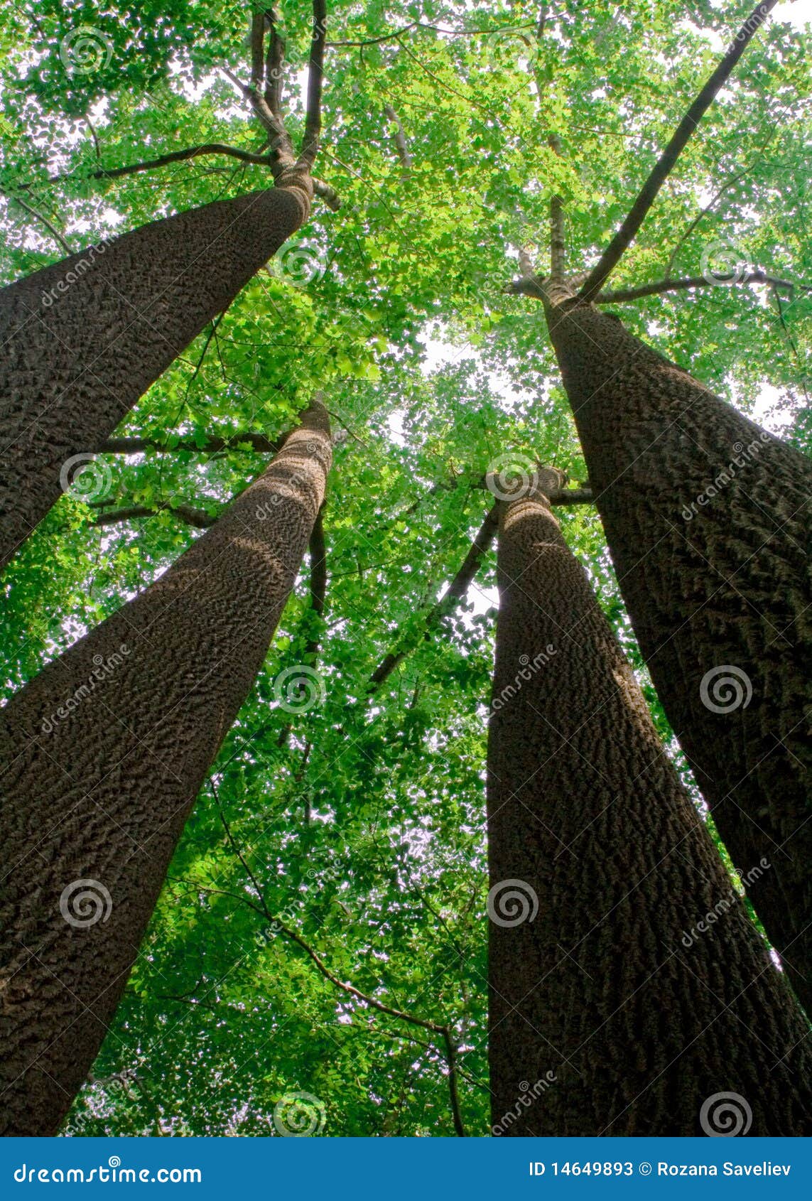 Tall tulip tree stock image. Image of forest, woods, green - 14649893