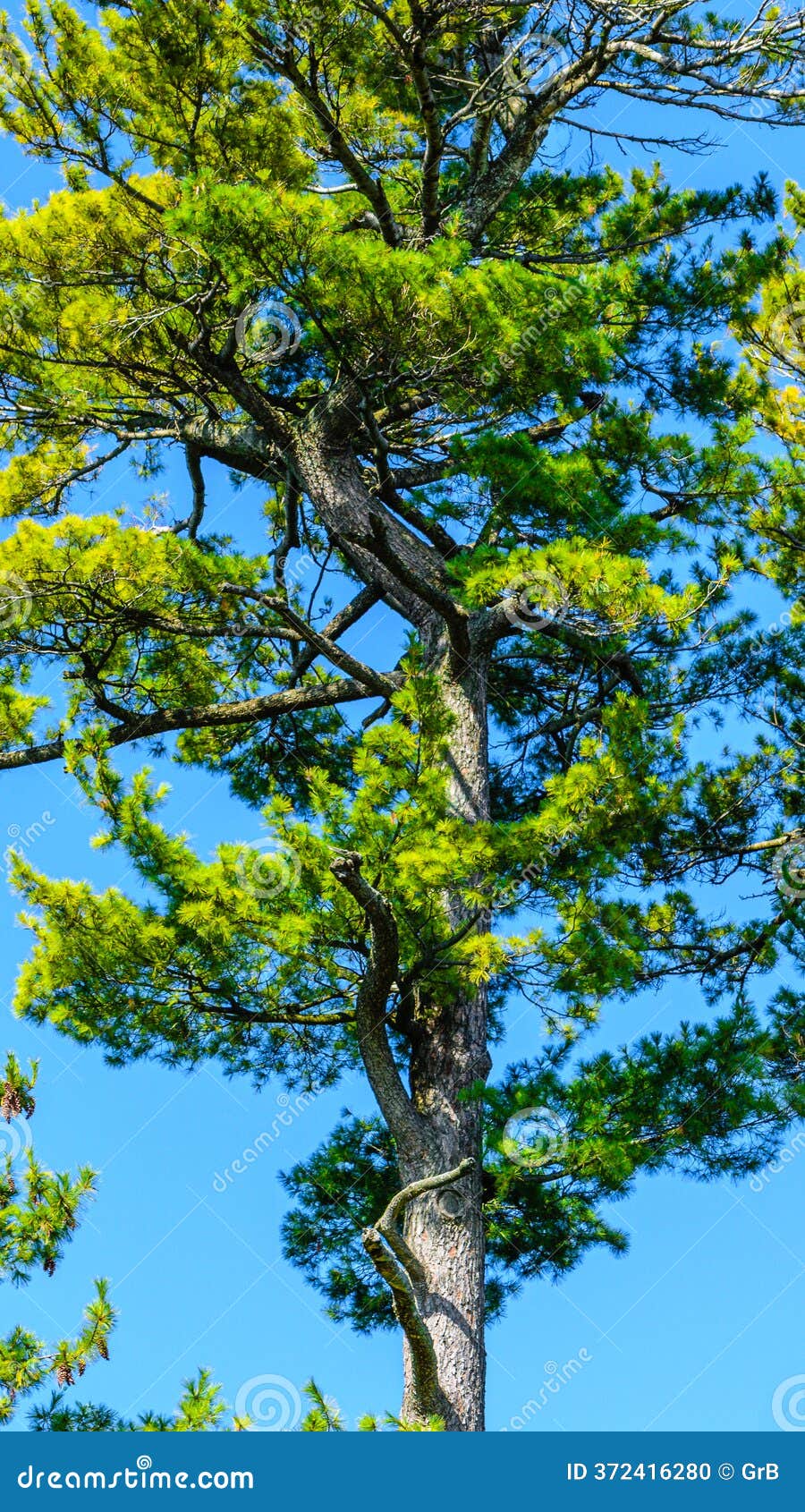 Two Tall, Twisted Palm Trees In Kawaikui Beach Park On Oahu, Hawaii ...