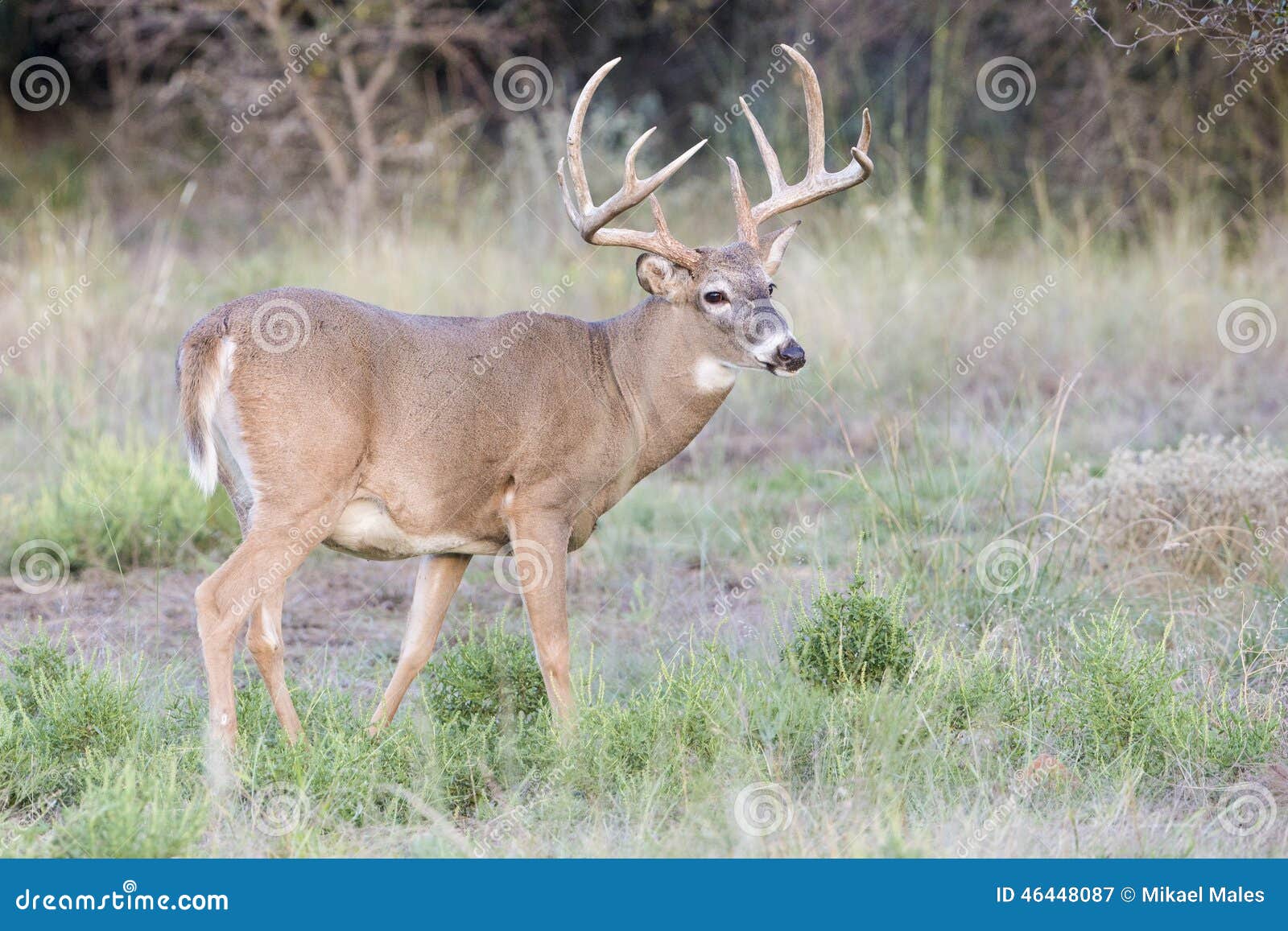 Tall Typical Whitetail Buck in Fall Stock Image - Image of curl ...