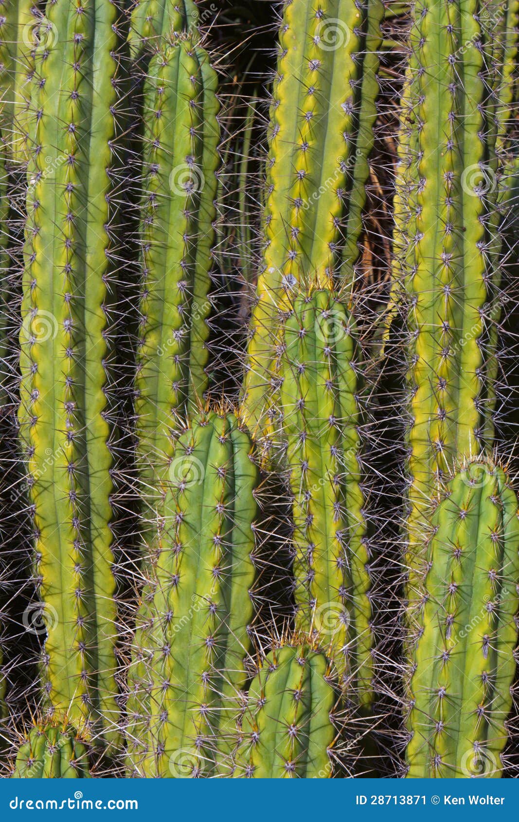 Tall Vertical Cacti from Arizona Cactus Garden Stock Image - Image of ...