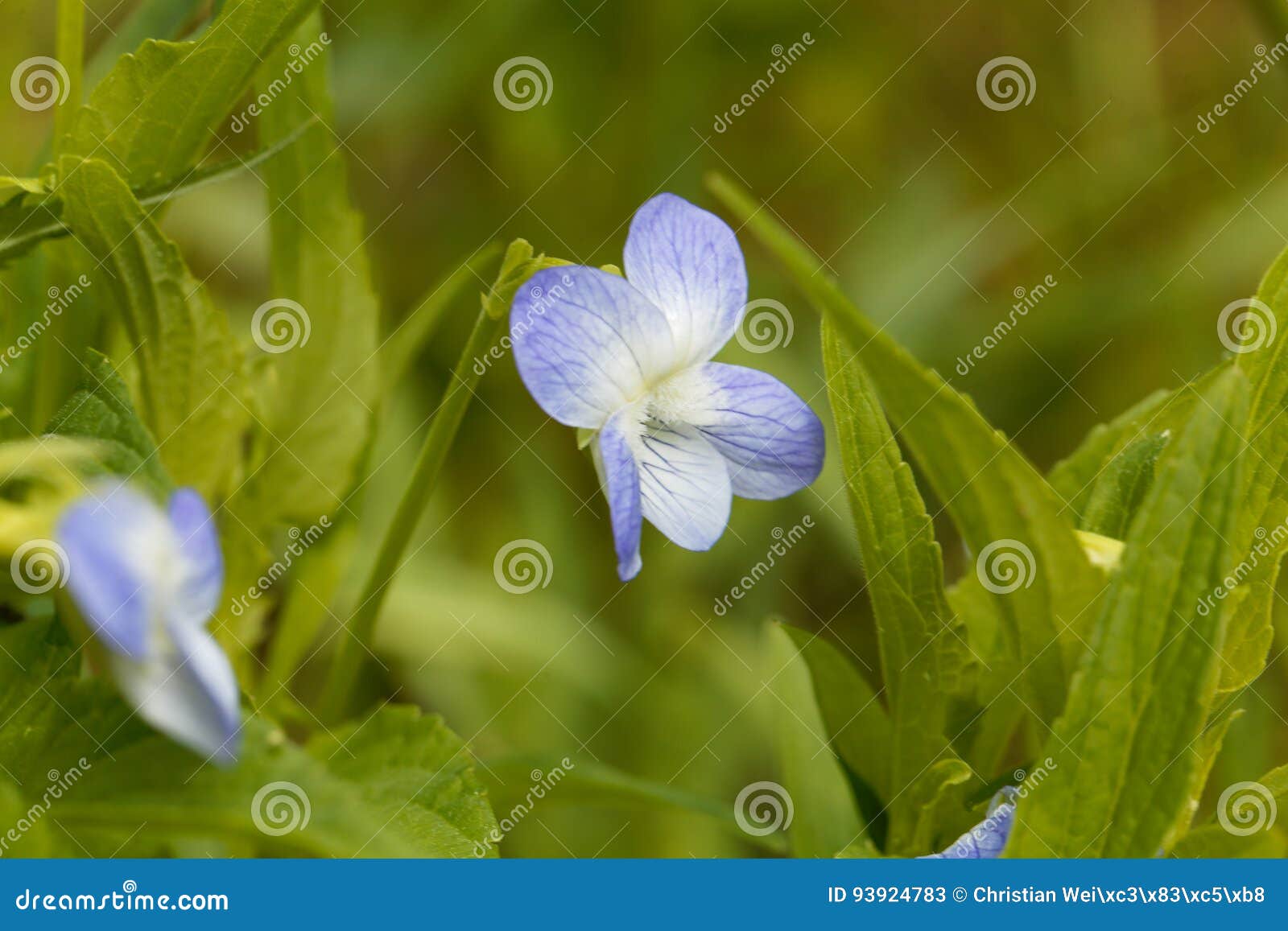 Tall violet Viola elatior stock image. Image of nature - 93924783
