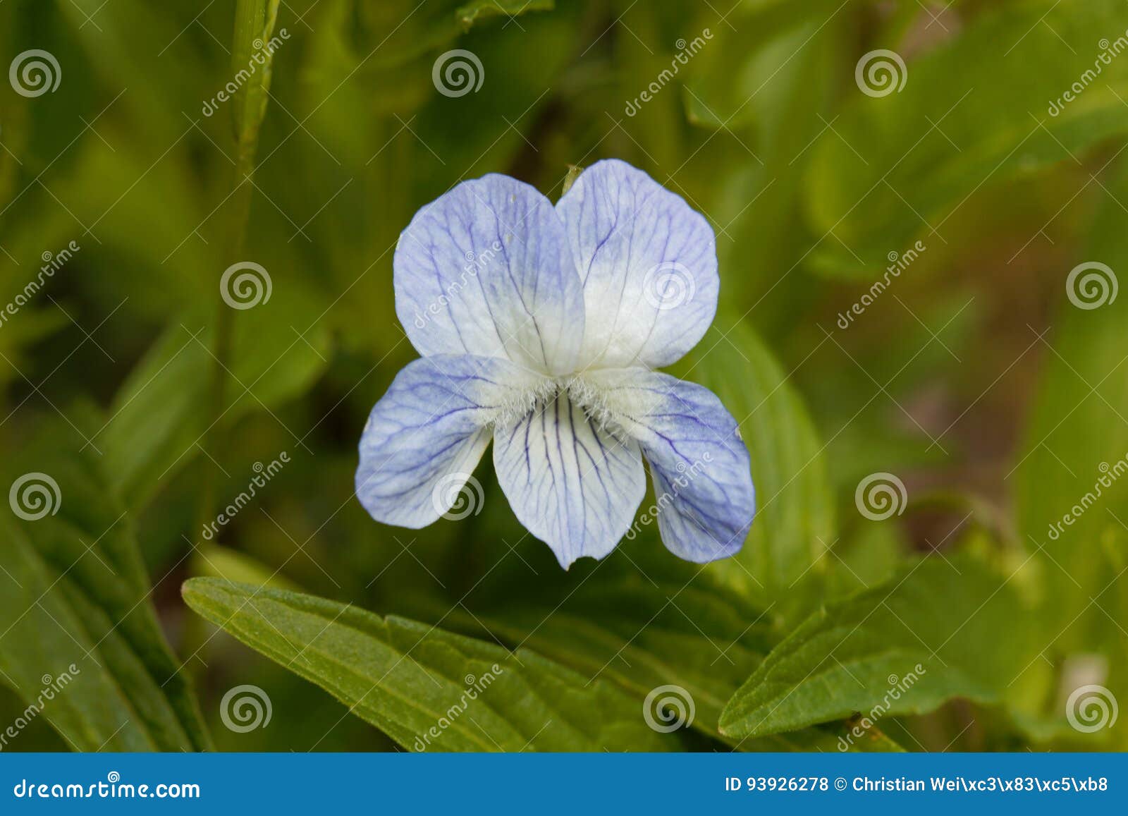 Tall violet Viola elatior stock photo. Image of close - 93926278