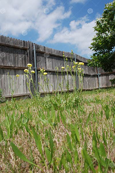 Tall Weeds stock image. Image of lawn, bloom, plant, wooden - 24550151