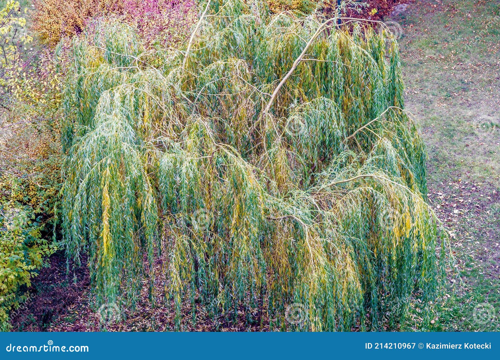 A Large Weeping Willow Tree in the Fall of Changing the Color of Its ...