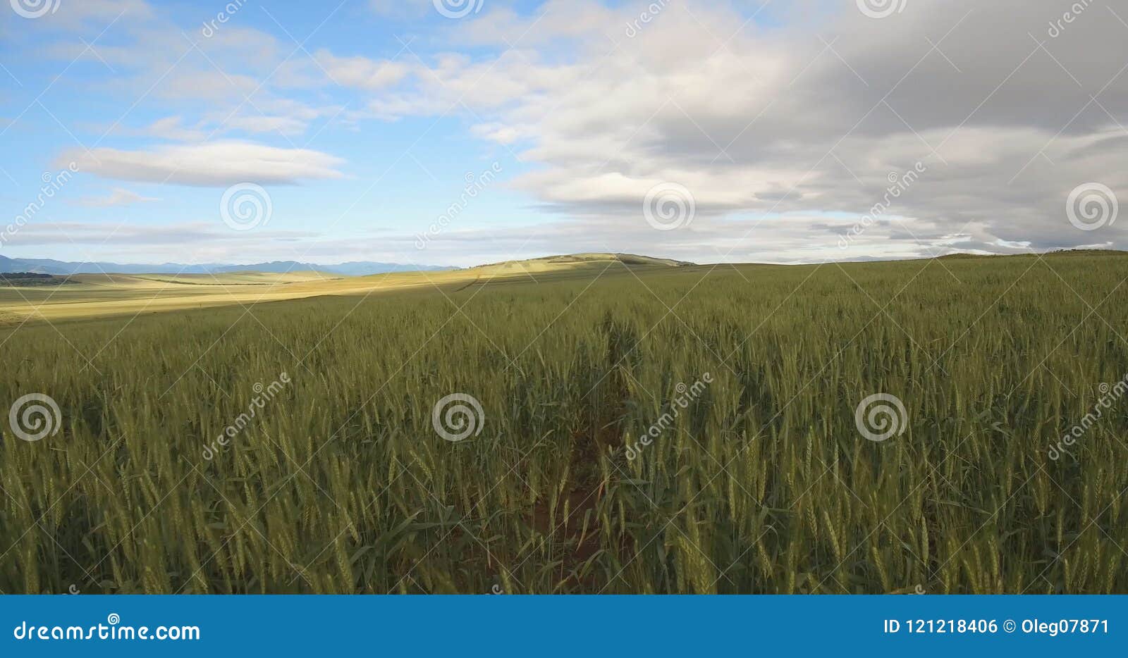 Tall wheat stock footage. Video of cloud, decorative - 121218406