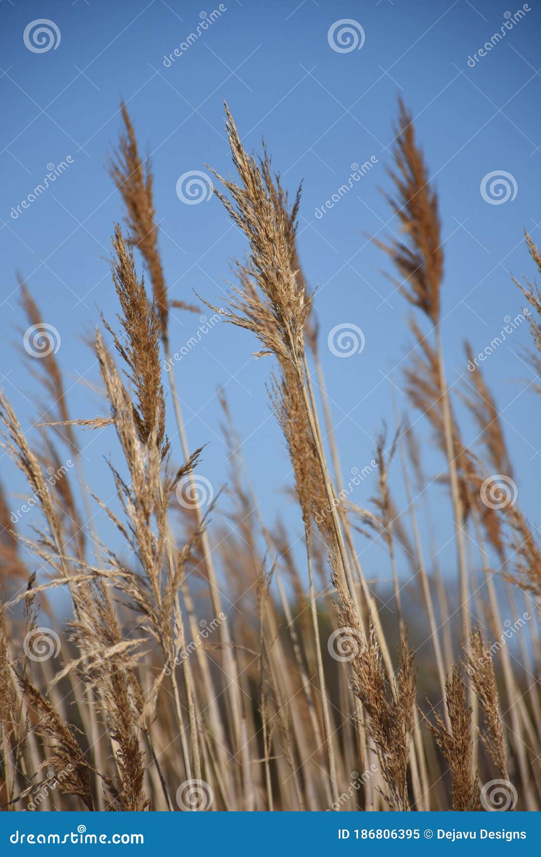 Tall Wheat Grass Growing in the Wild Stock Image - Image of wheat ...