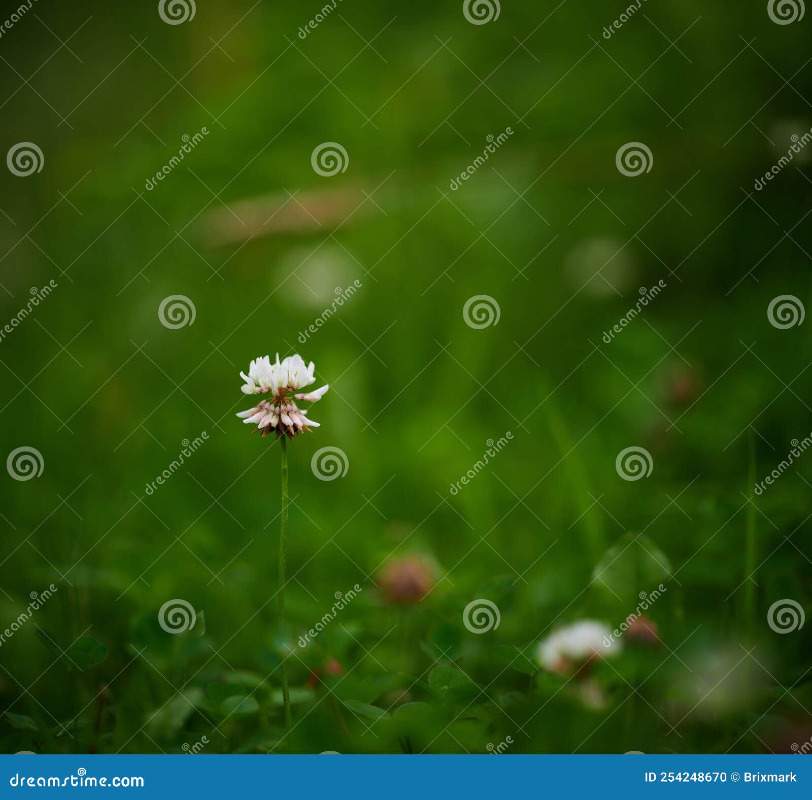 A tall white clover flower stock photo. Image of white - 254248670