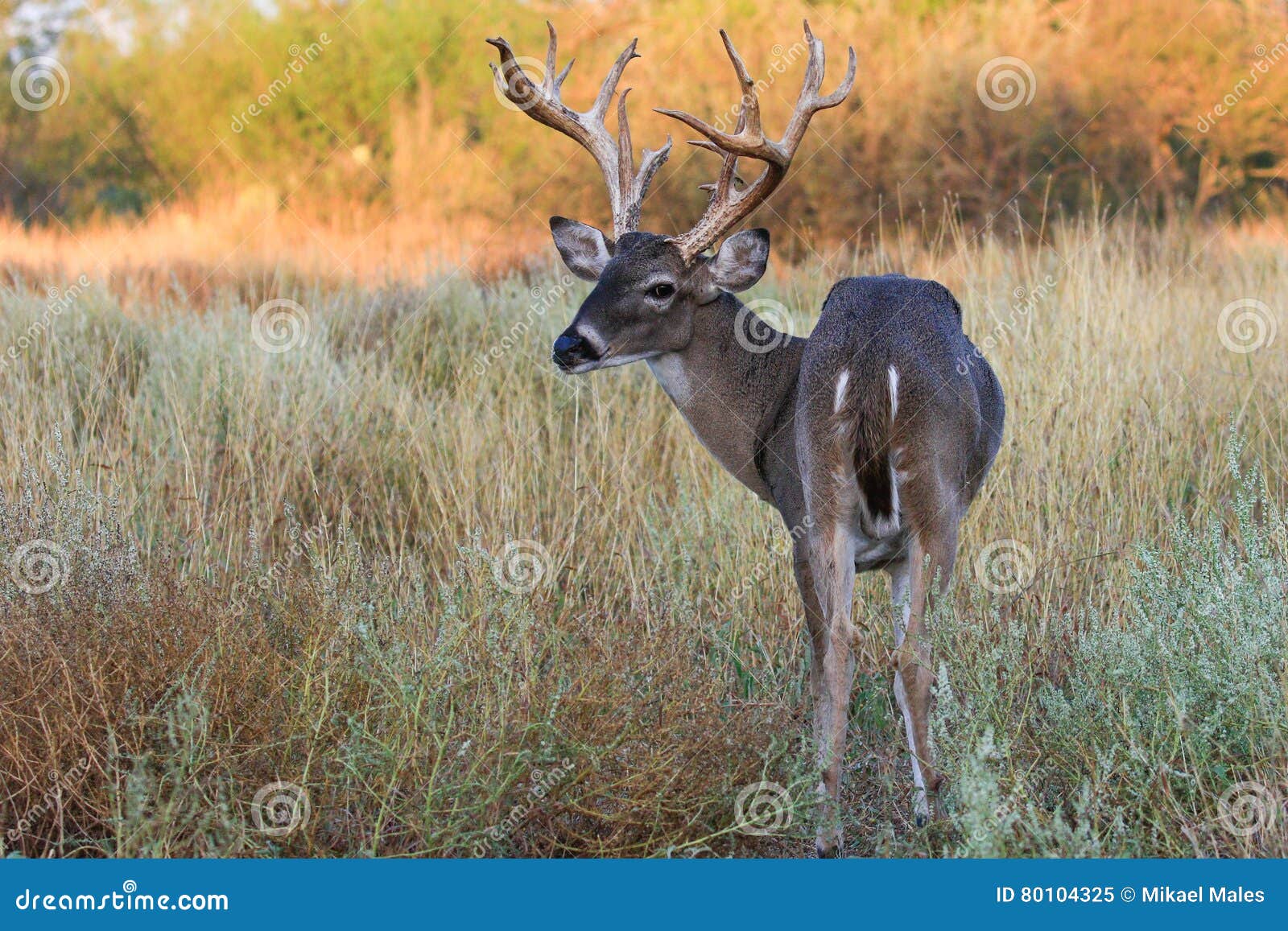 Tall whitetail buck stock image. Image of behaviors, buck - 80104325