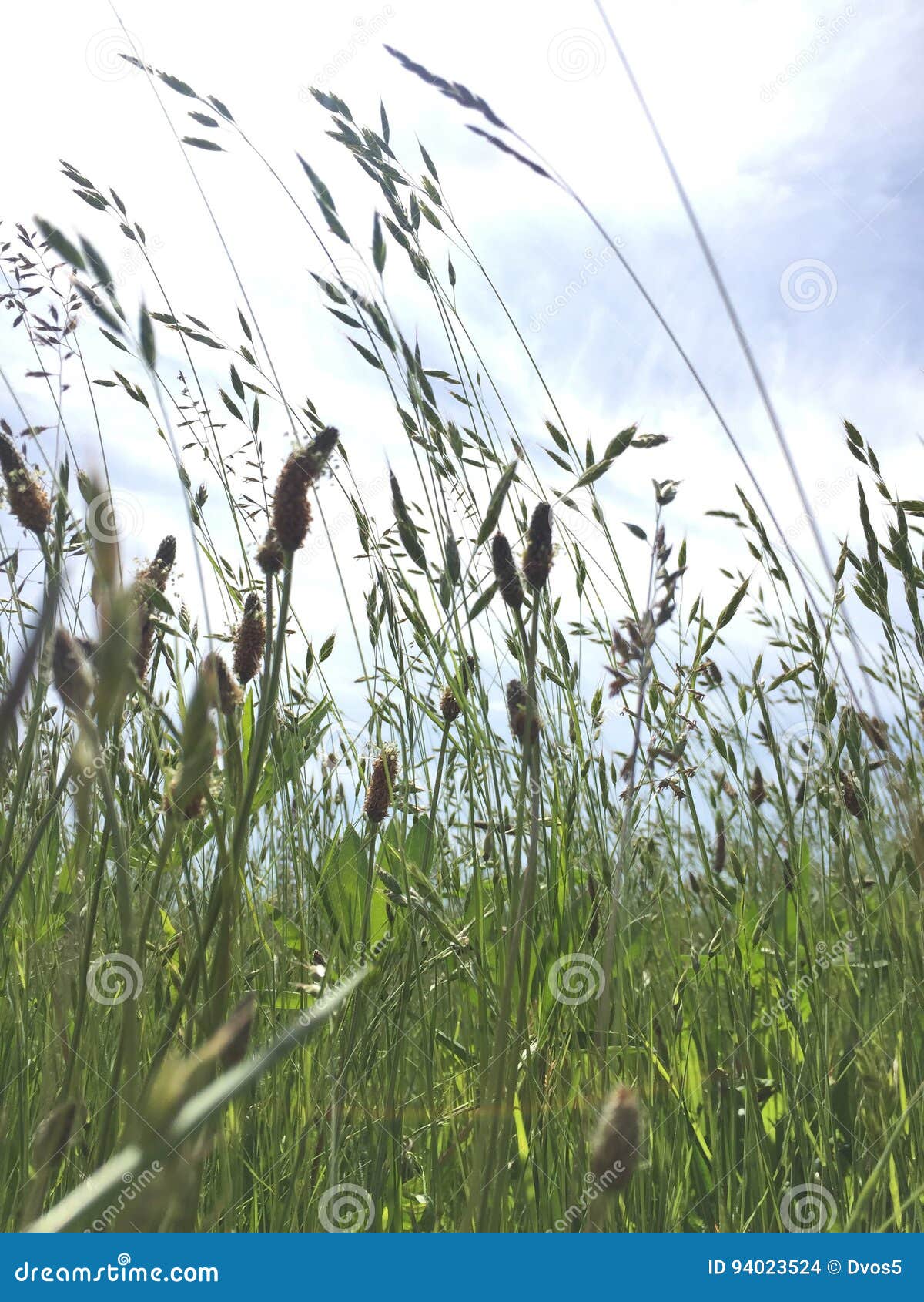 Tall wild grass stock photo. Image of wild, green, field - 94023524