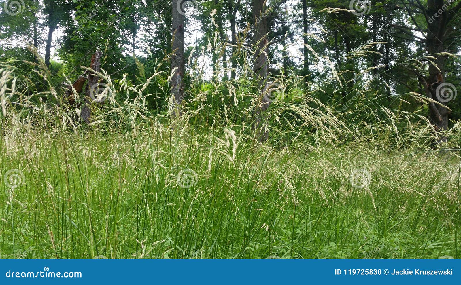 Tall Grass stock photo. Image of nature, green, tall - 119725830