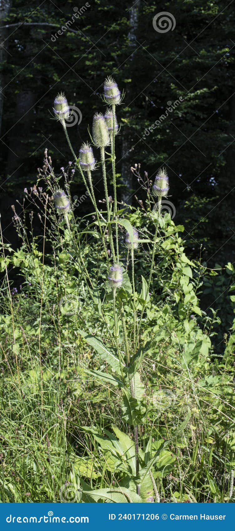 A Tall Wild Teasel Plant with Prickly Stem Stock Photo - Image of shape ...