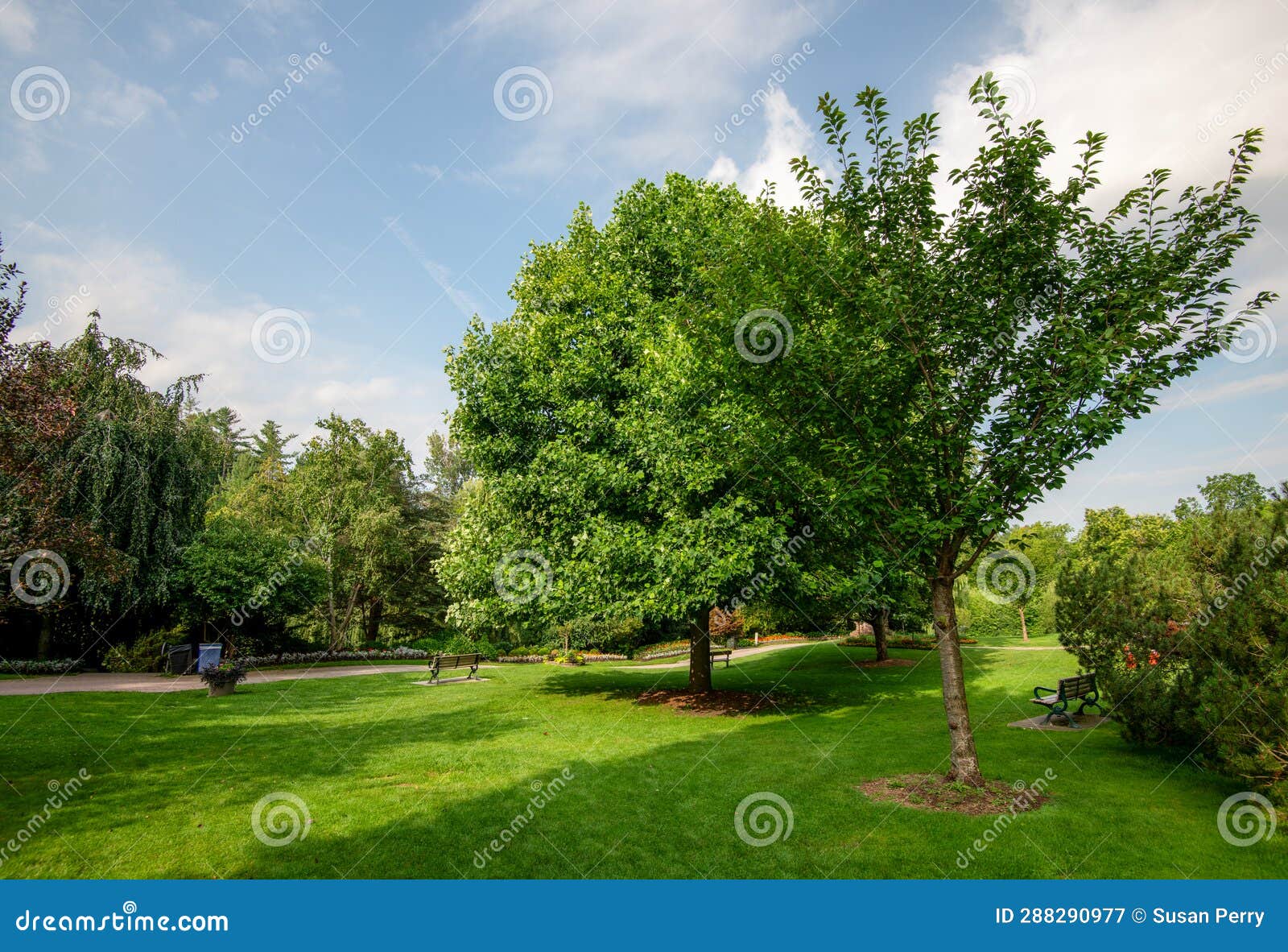 Tall Willow Tree in the Park with Blue Skies Stock Image - Image of ...