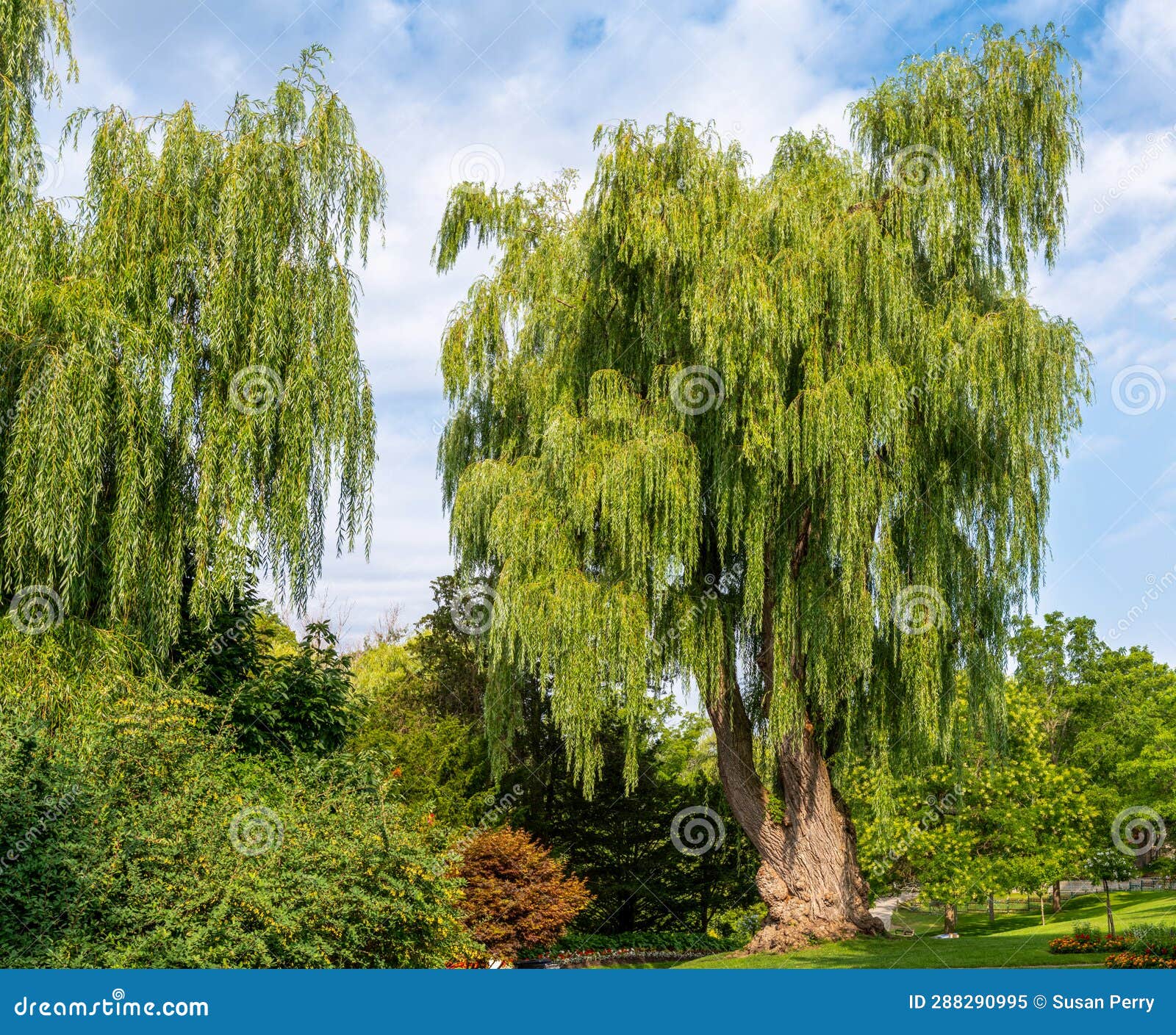 Tall Willow Tree in the Park with Blue Skies Stock Image - Image of ...
