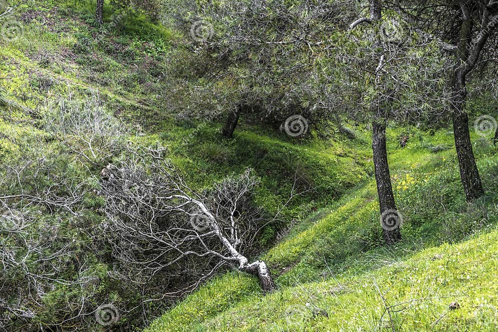 Tall willow stock image. Image of close, leaves, deciduous - 55715421