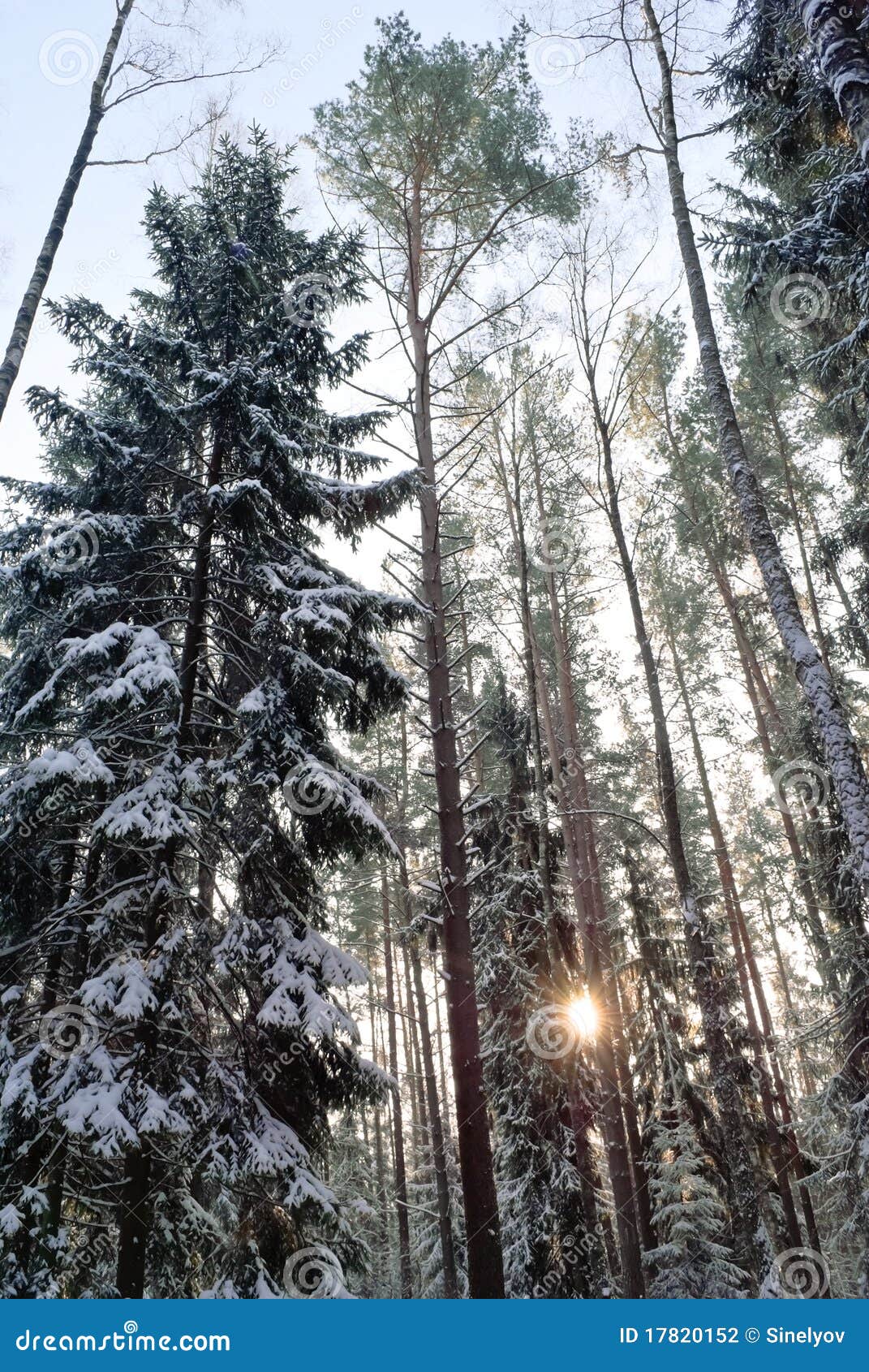 Tall winter trees stock photo. Image of nature, tall - 17820152