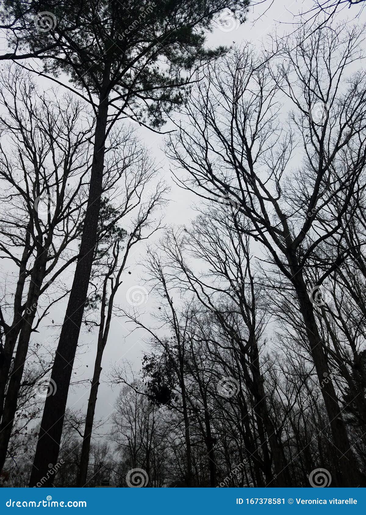 Tall Winter Trees stock image. Image of tall, branches - 167378581