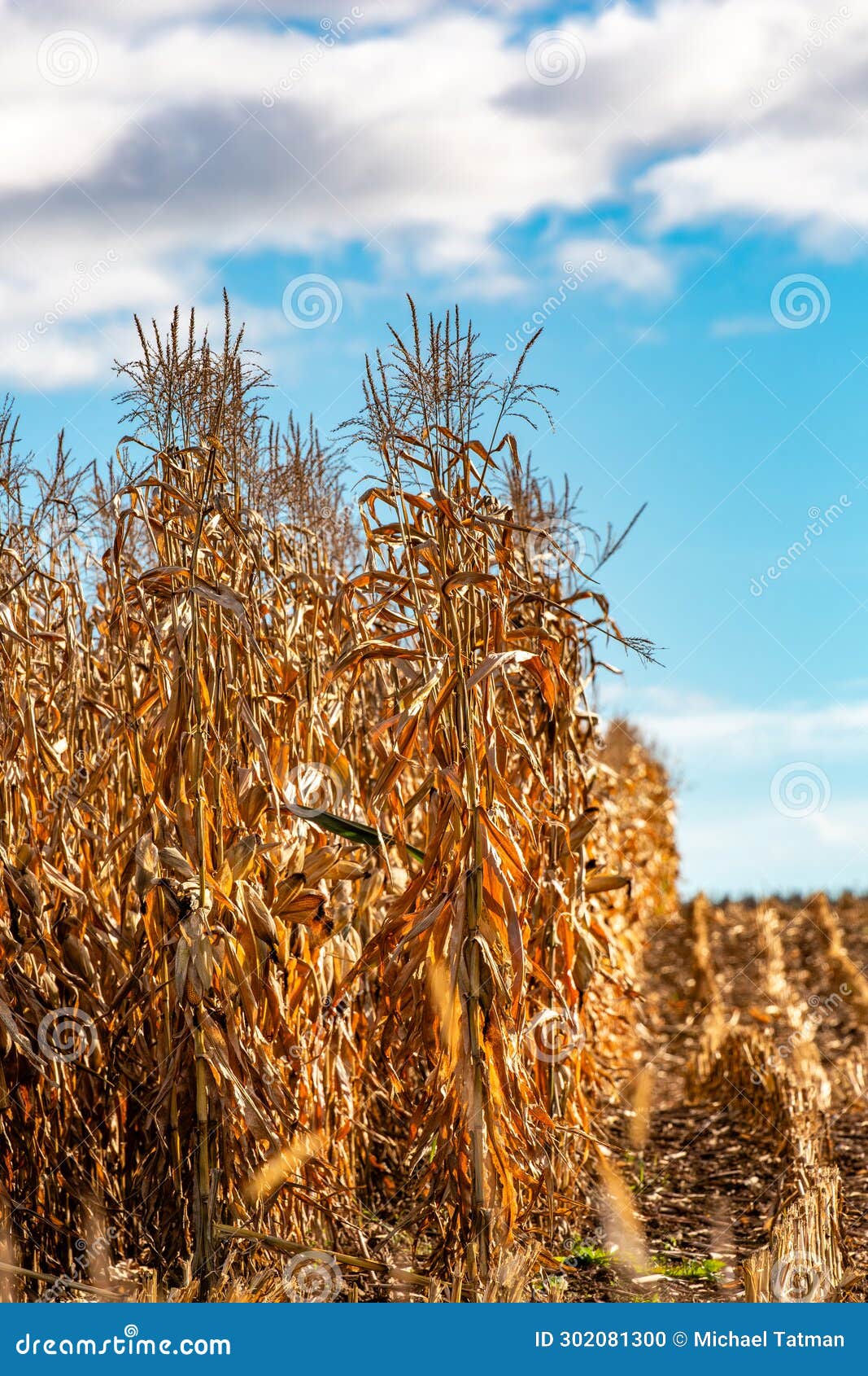 Tall Wisconsin Corn Stocks Ready for Harvest Stock Photo - Image of ...
